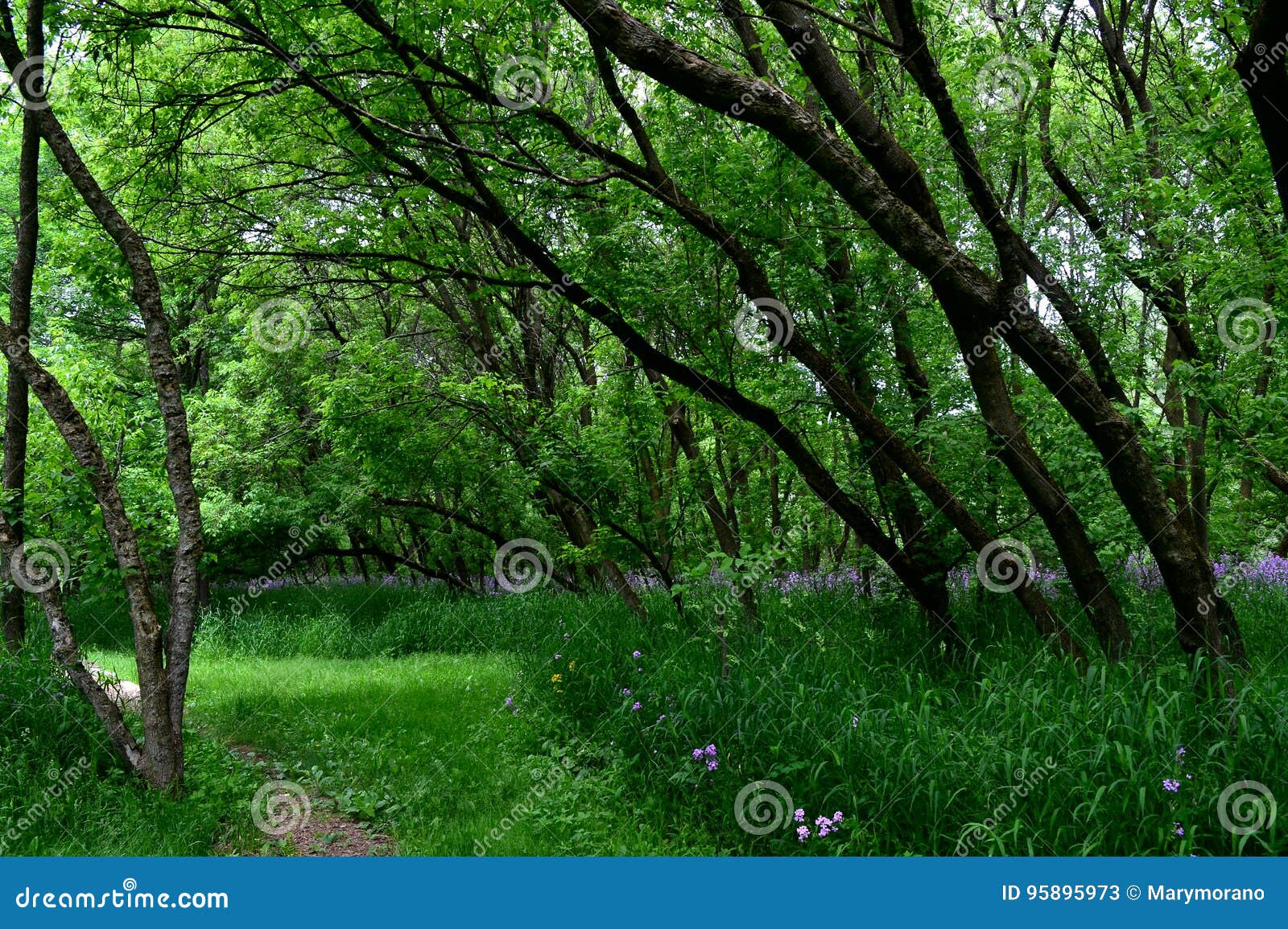 Leaning Trees stock image. Image of fresh, outdoorphotography - 95895973