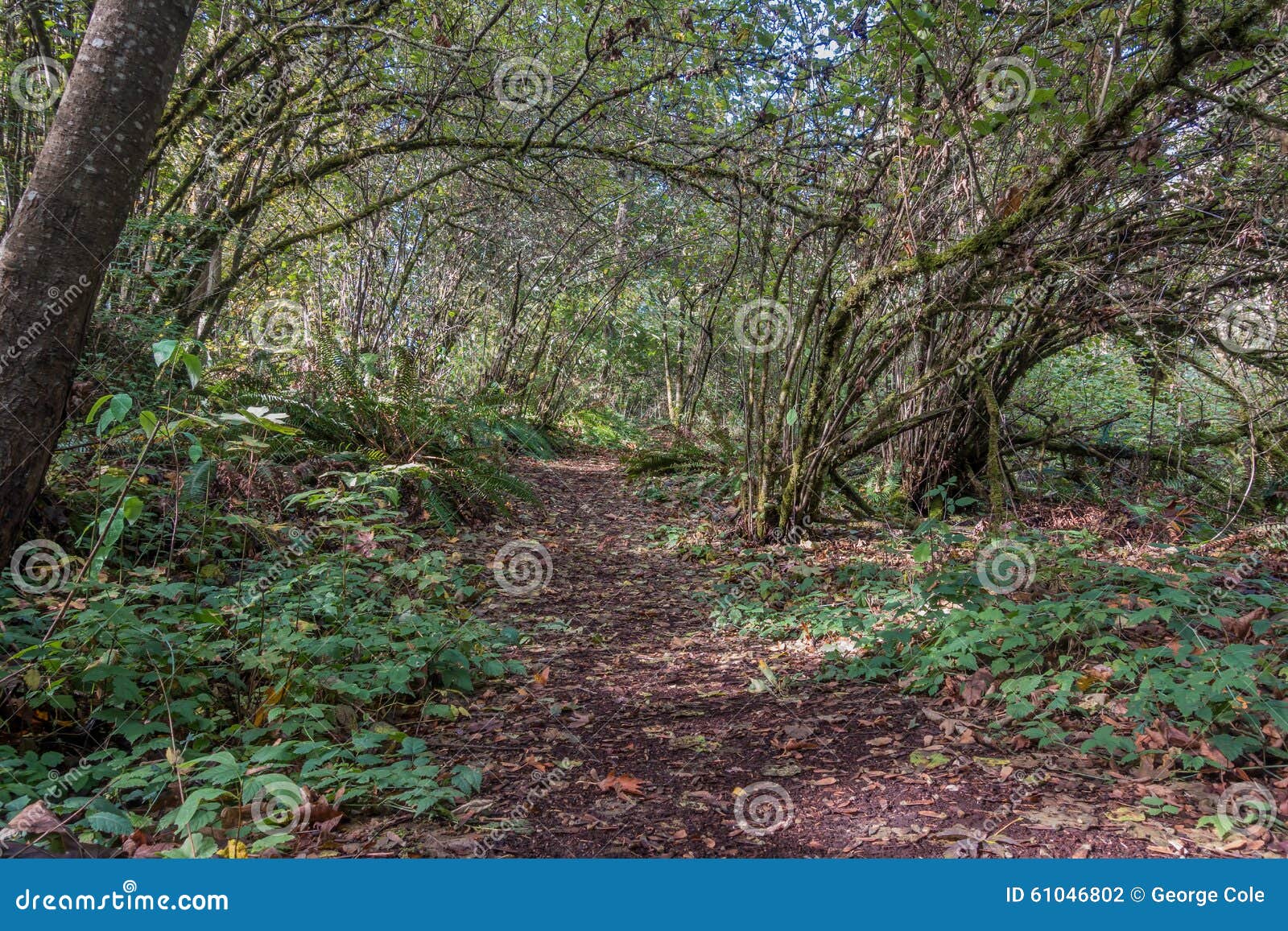 Leaning Trees stock photo. Image of pacific, washington - 61046802