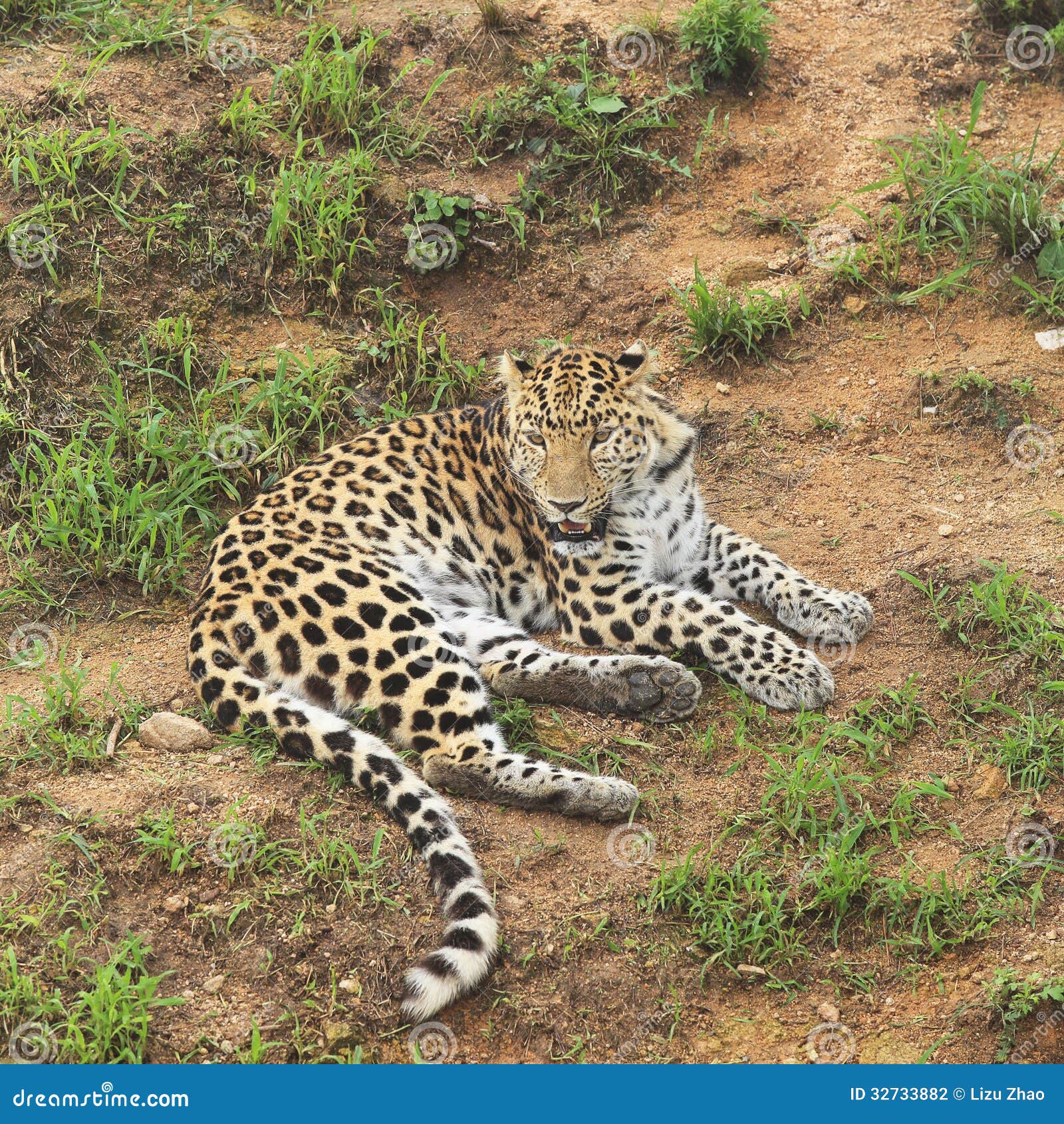 Leapard stock photo. Image of ears, wildcat, wild, danger - 32733882