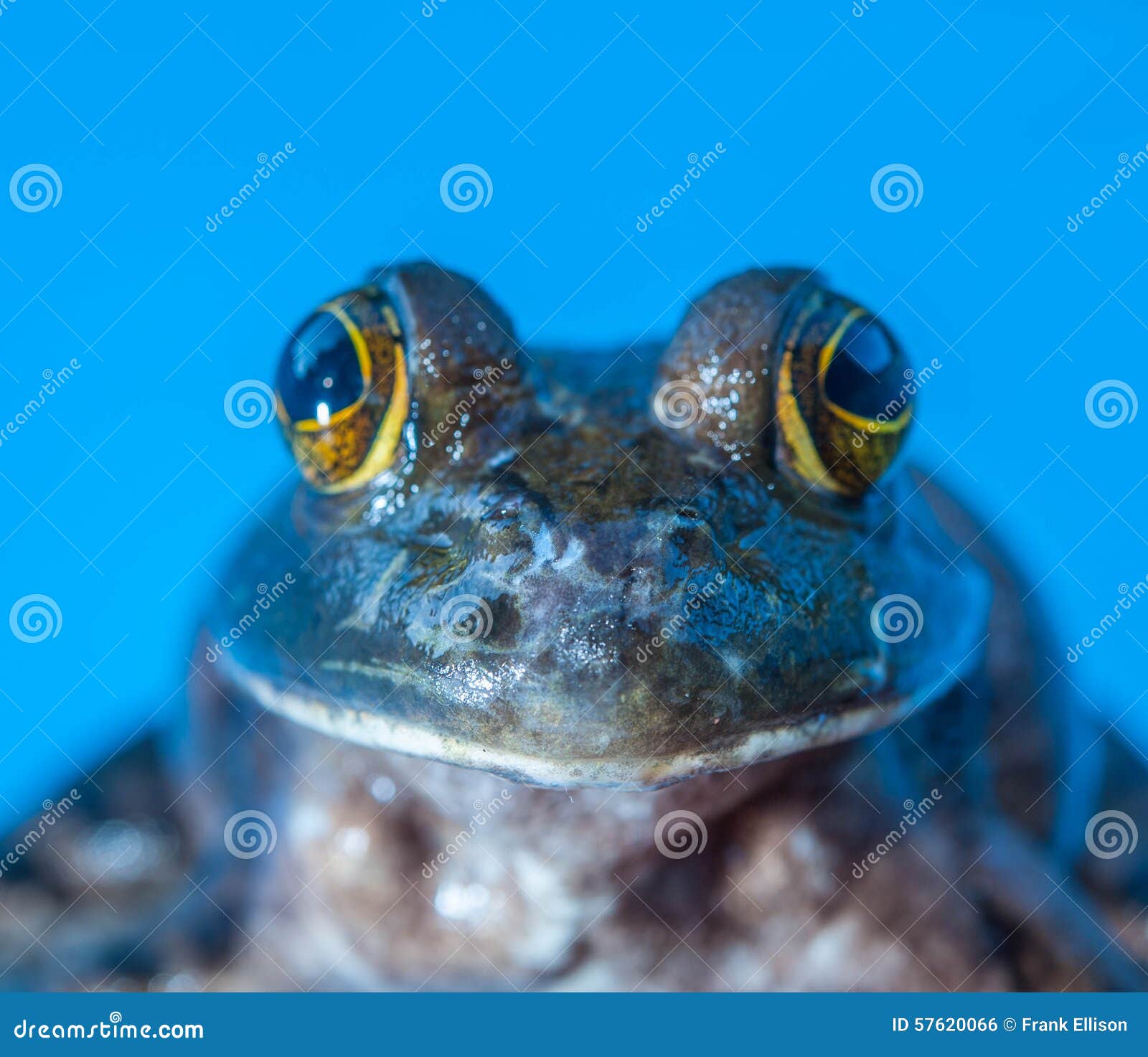 Leaped frog stock photo. Image of nature, eyes, face - 57620066