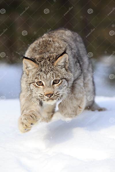 Leaping Bobcat stock photo. Image of mammalia, feliformia - 36507688