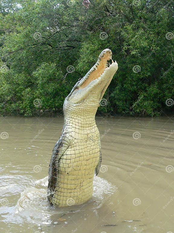 Leaping crocodile stock image. Image of scales, leap, teeth - 5043609