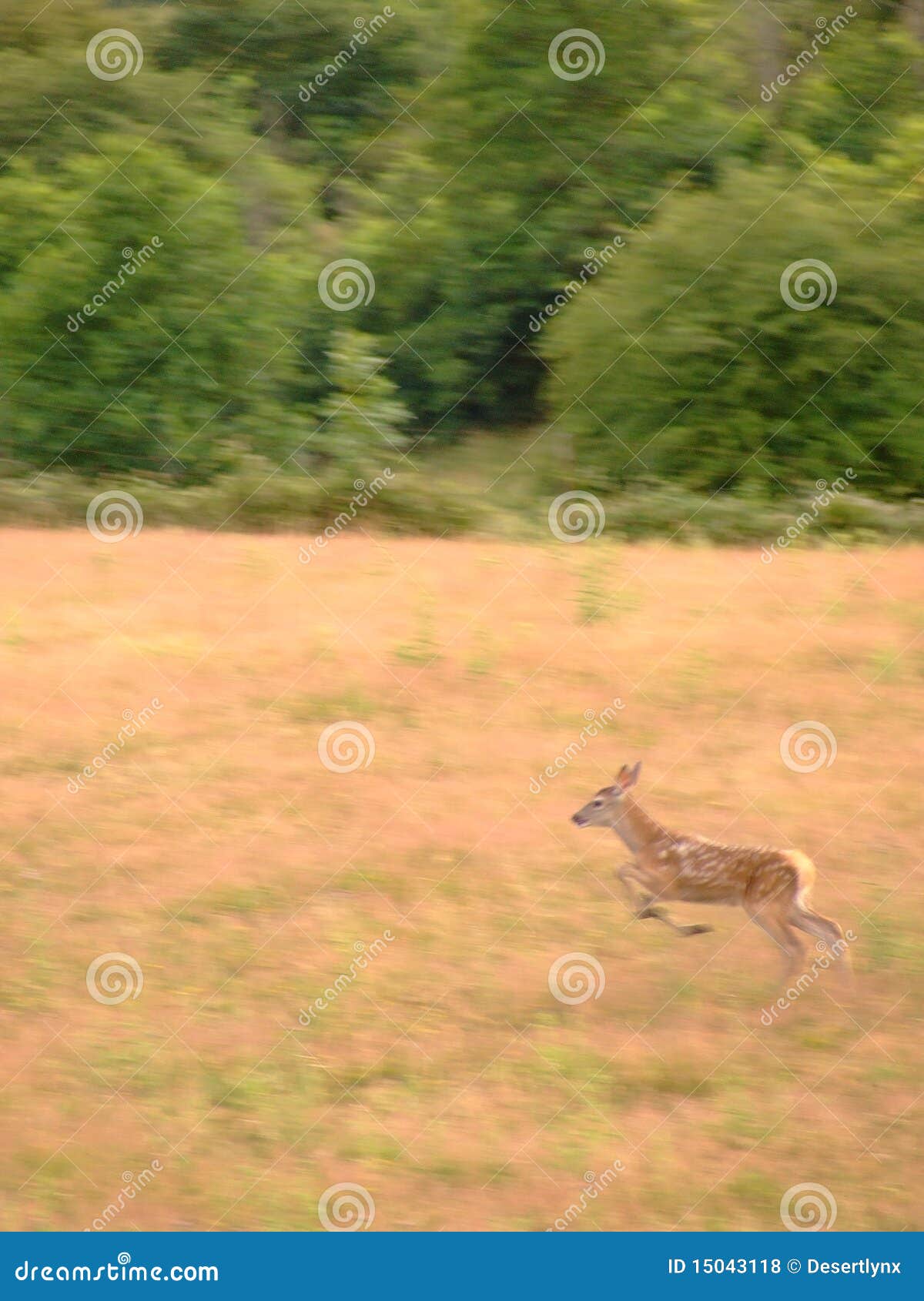 Leaping deer stock photo. Image of deer, life, galloping - 15043118