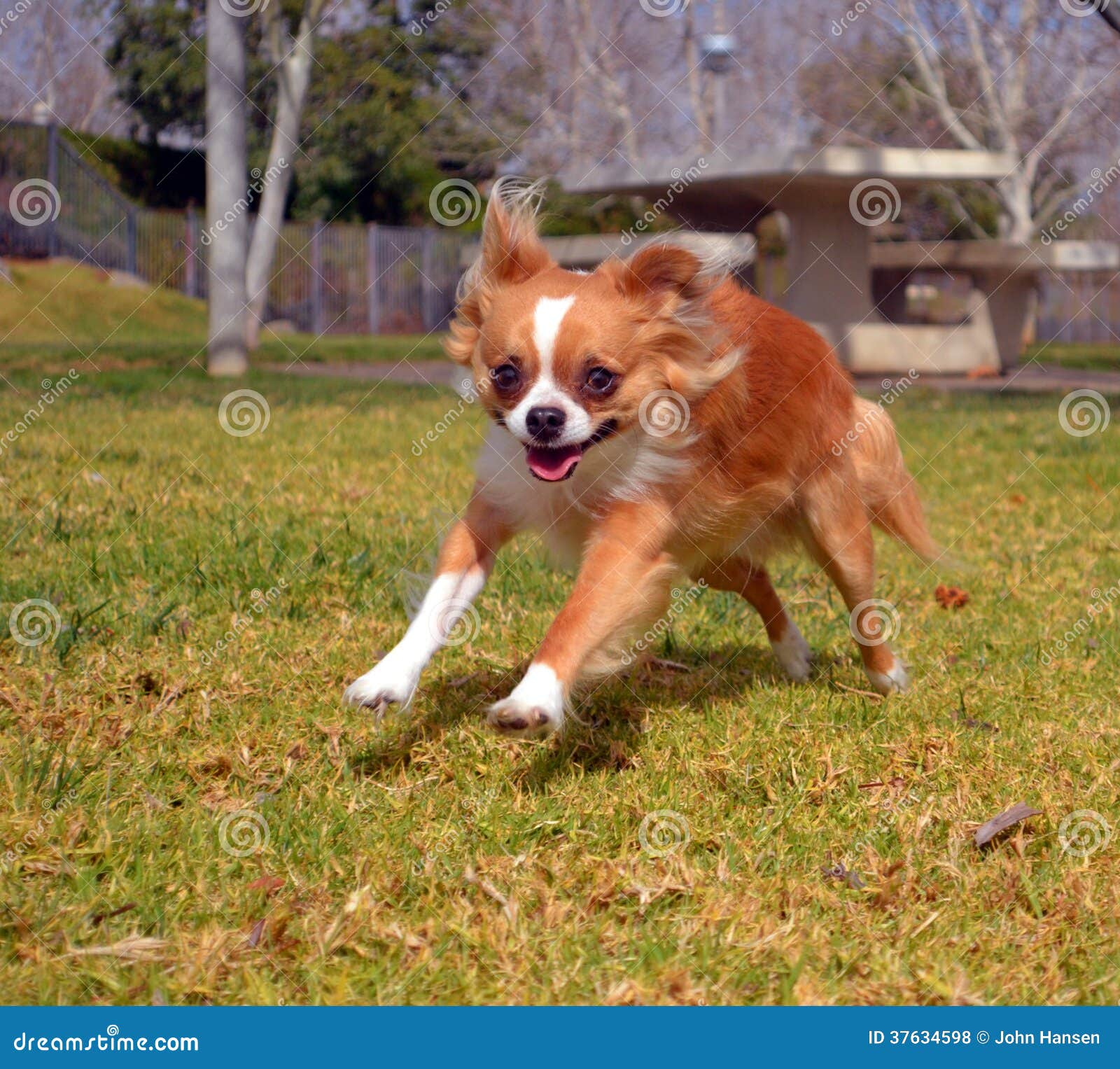 Leaping dog stock photo. Image of mammal, leap, play - 37634598