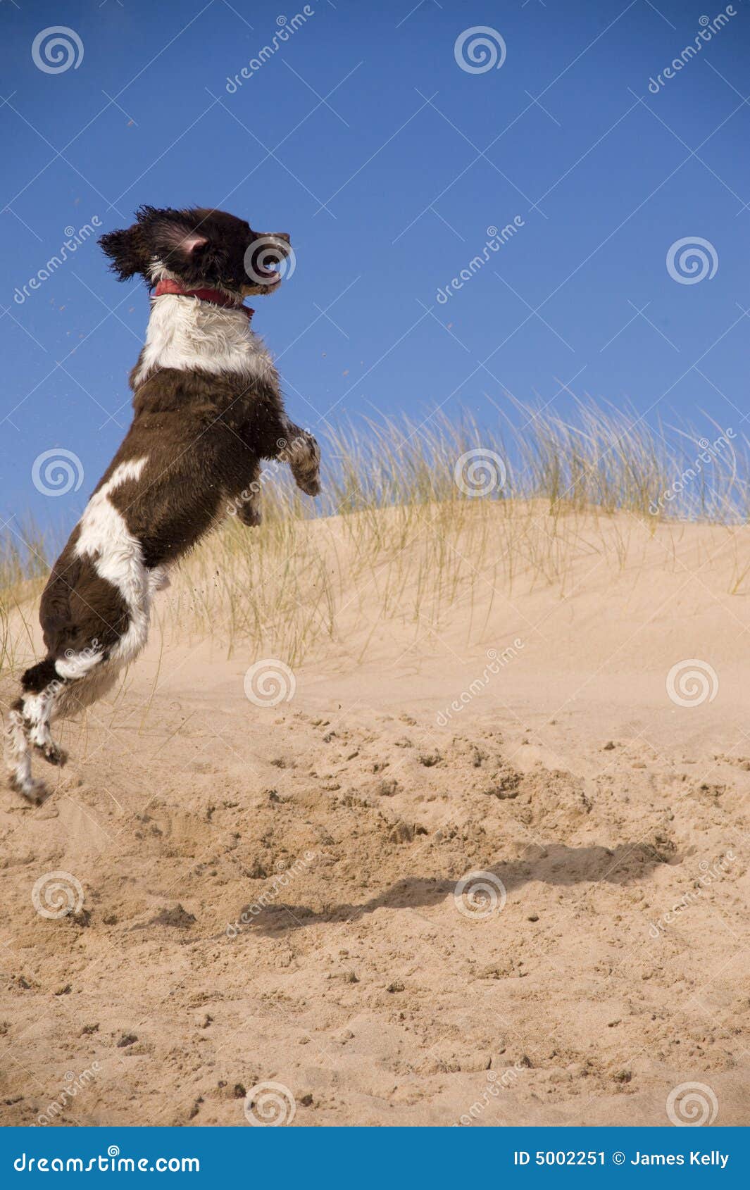 Leaping dog stock image. Image of doggies, exercises, action - 5002251