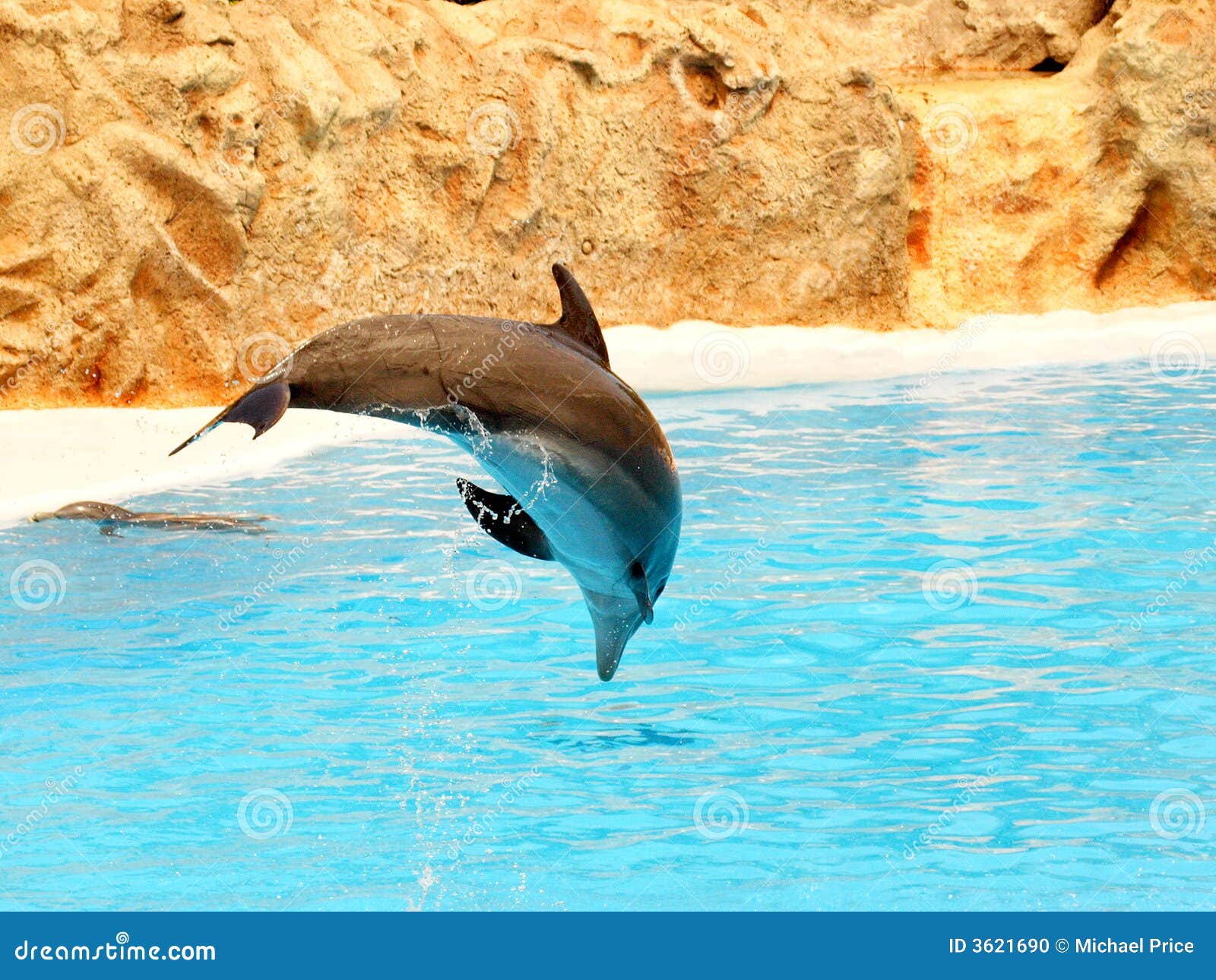 Leaping Dolphin #2 stock photo. Image of perform, tail - 3621690