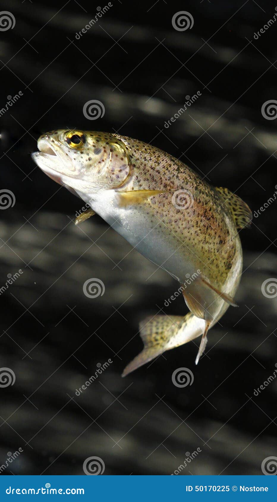 Leaping fish stock image. Image of hook, vertebrate, aquatic - 50170225