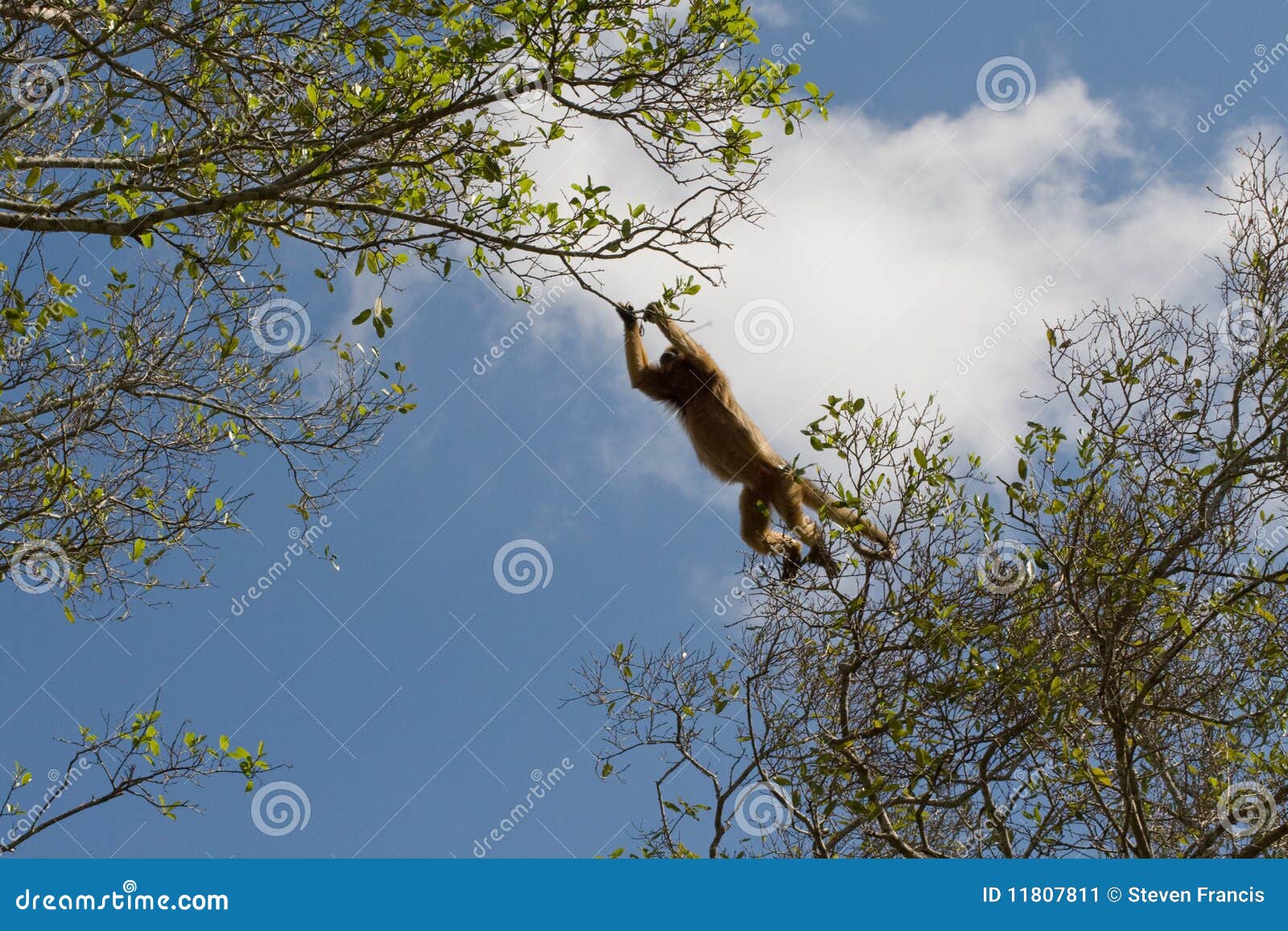 Leaping Howler Monkey in Pantanal, Brazil Stock Image - Image of ...