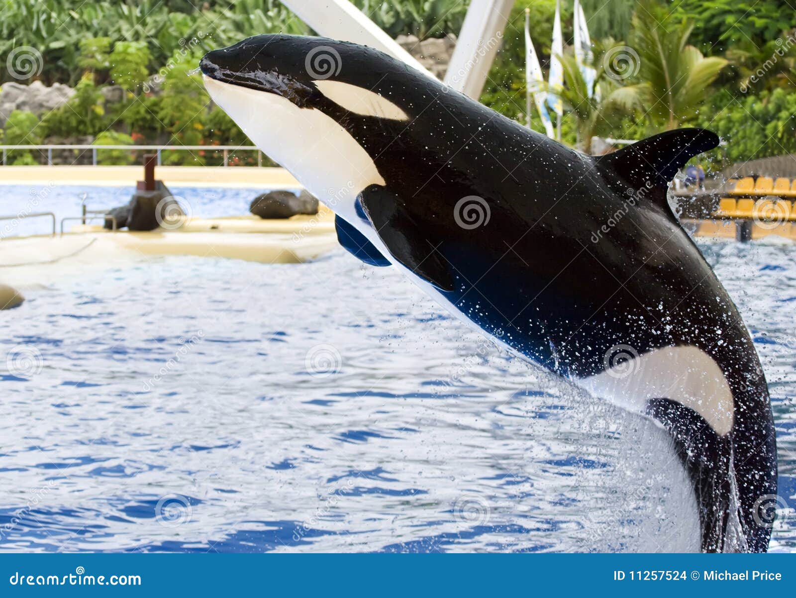 A Leaping Killer Whale, Orcinus Orca Stock Photo - Image of splash ...