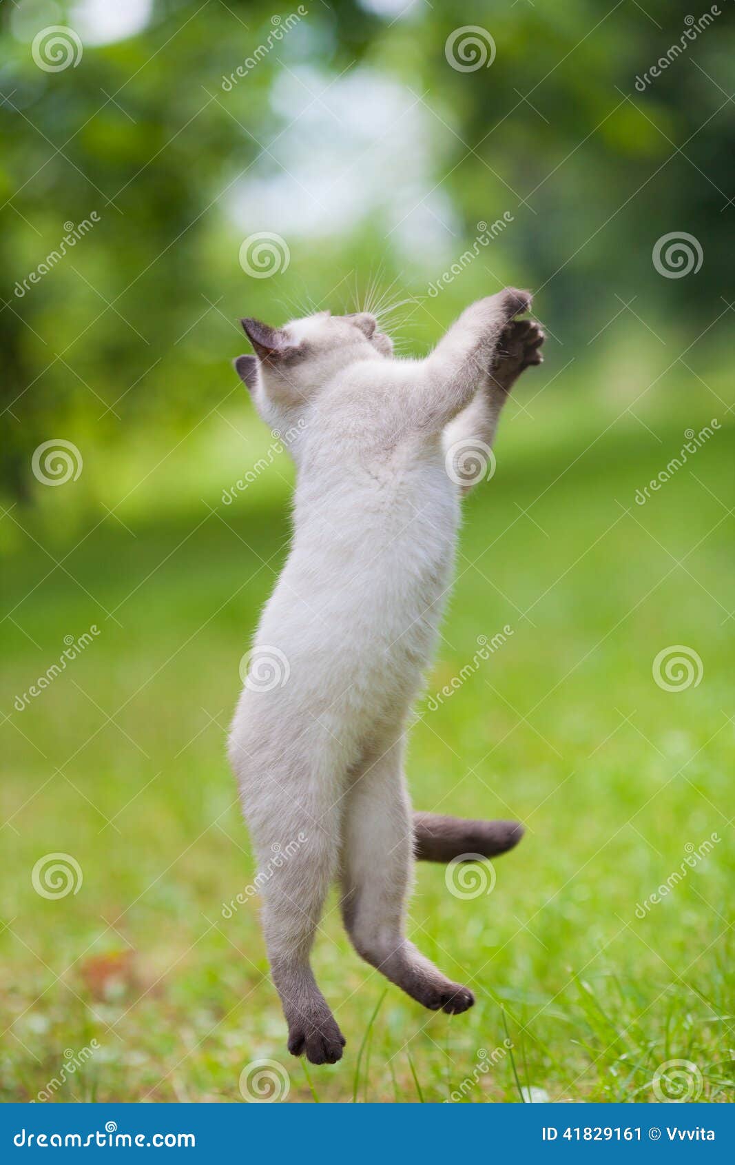 Leaping kitten stock image. Image of plant, domestic - 41829161