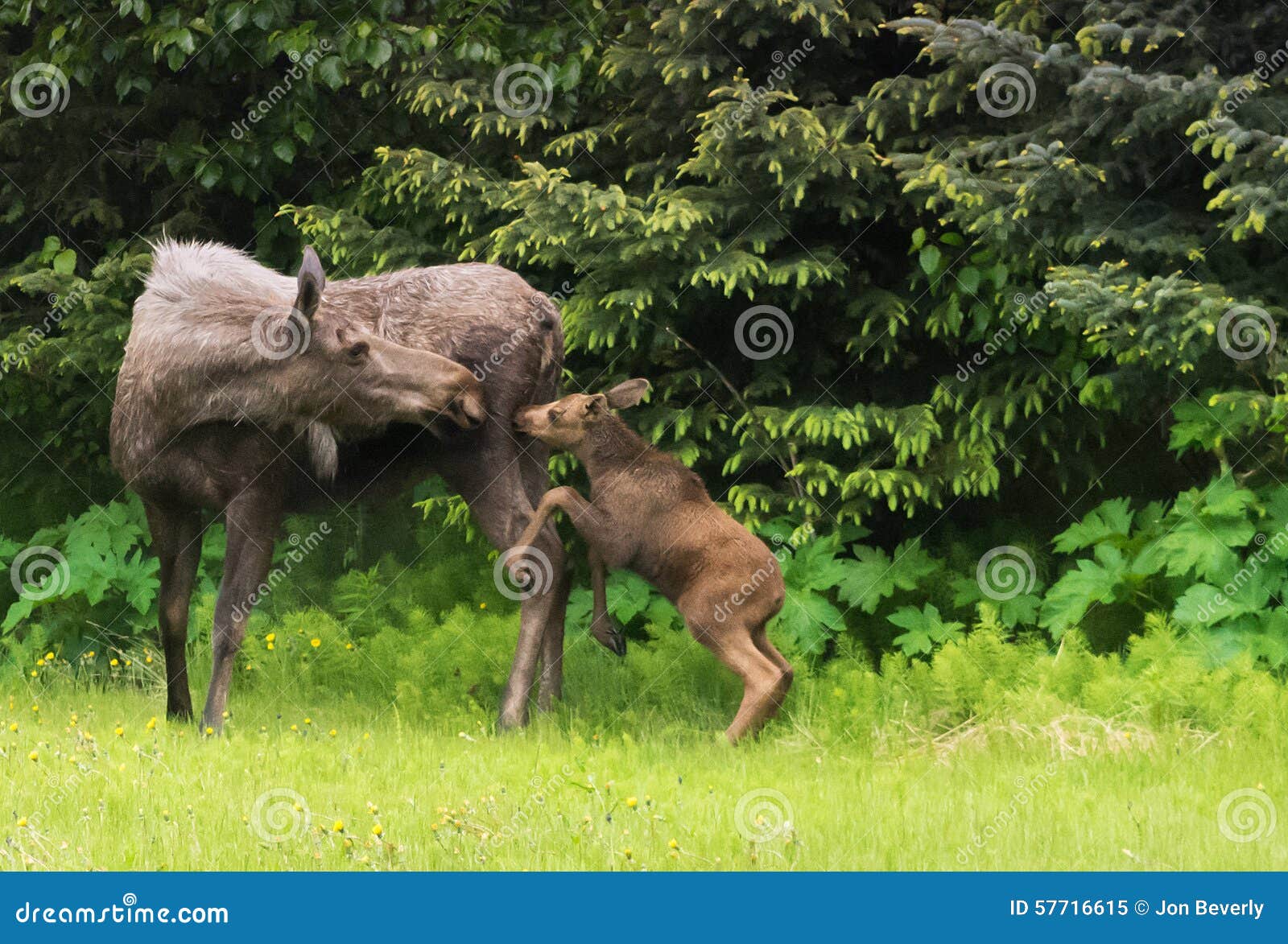Leaping Moose Calf stock image. Image of calf, green - 57716615
