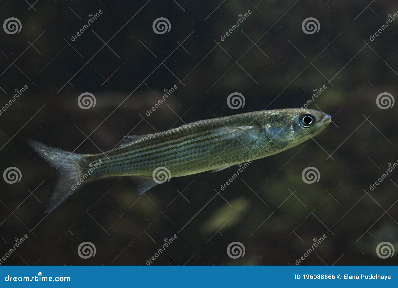 Saliens Stock Photos - Free & Royalty-Free Stock Photos from Dreamstime