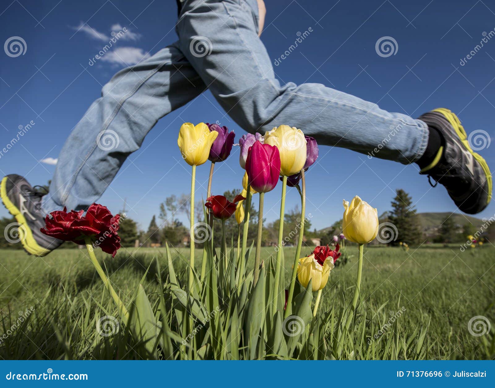 Leaping over the tulips stock photo. Image of ground - 71376696