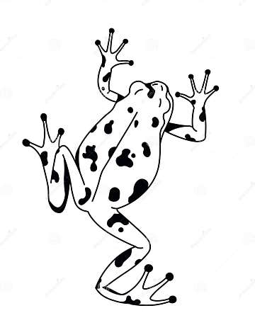 Leaping Spotted Frog Dynamic Pose Stock Illustration - Illustration of ...