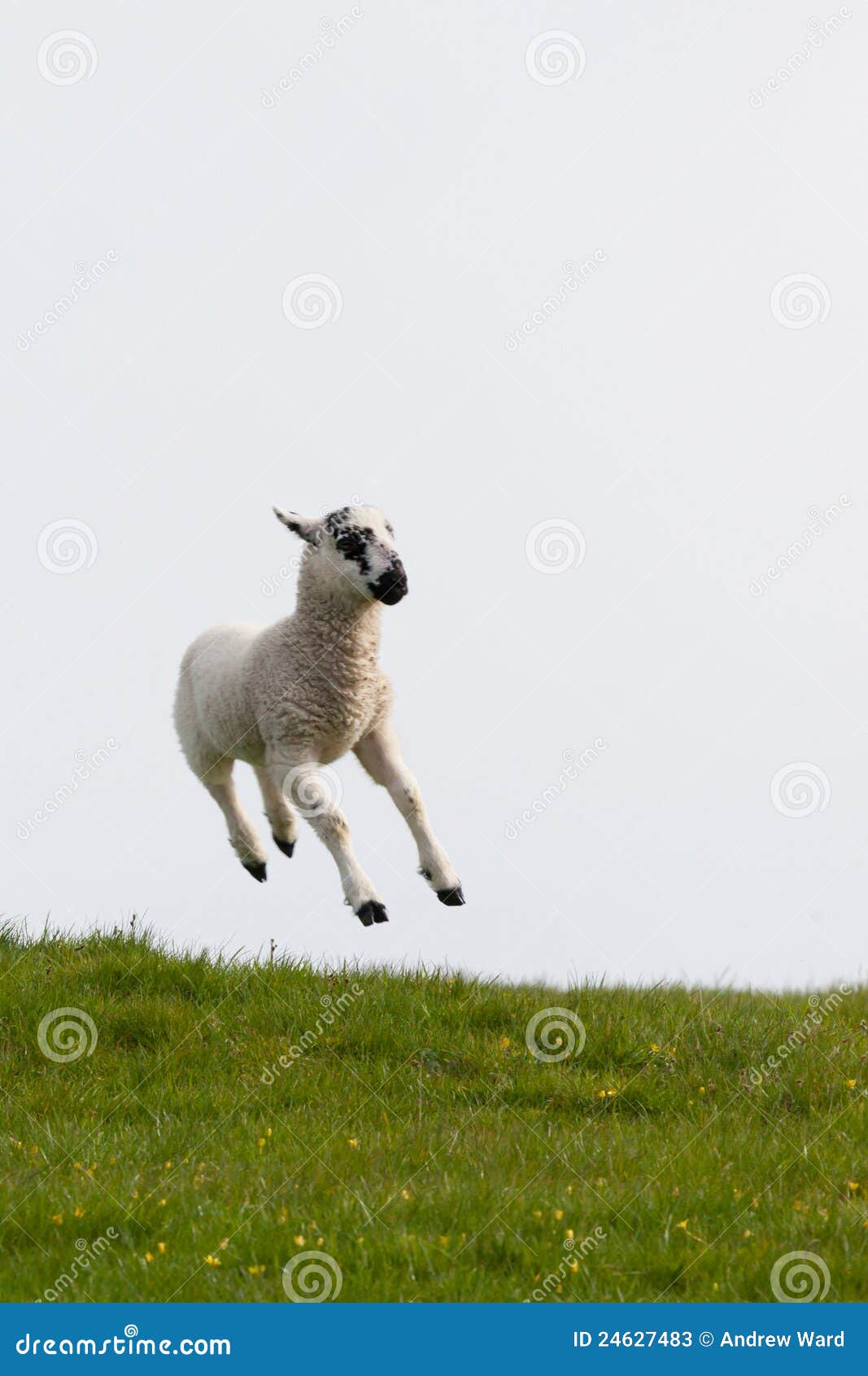Leaping spring lambs stock image. Image of buttercup - 24627483