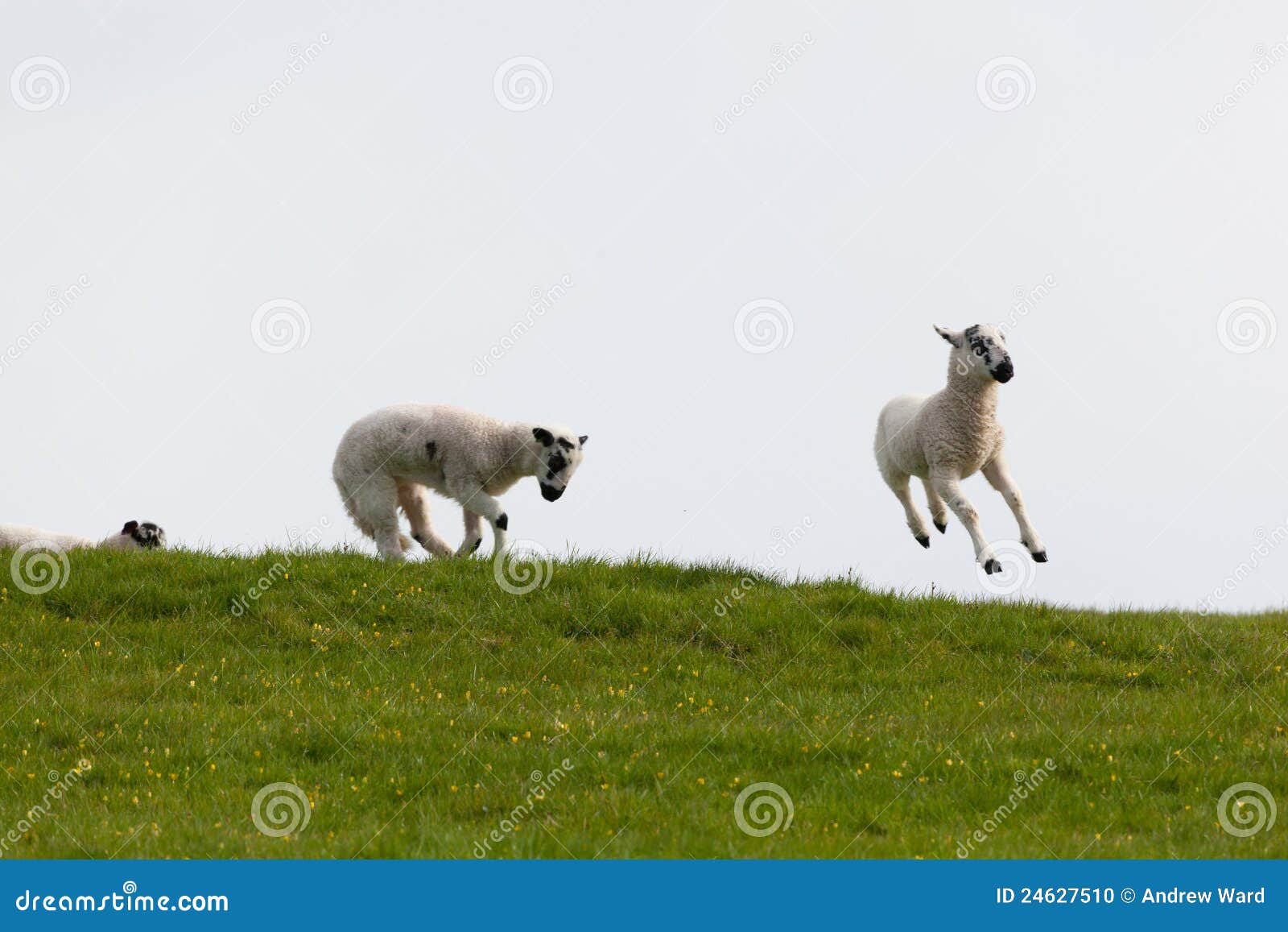 Leaping spring lambs stock photo. Image of leap, yorkshire - 24627510