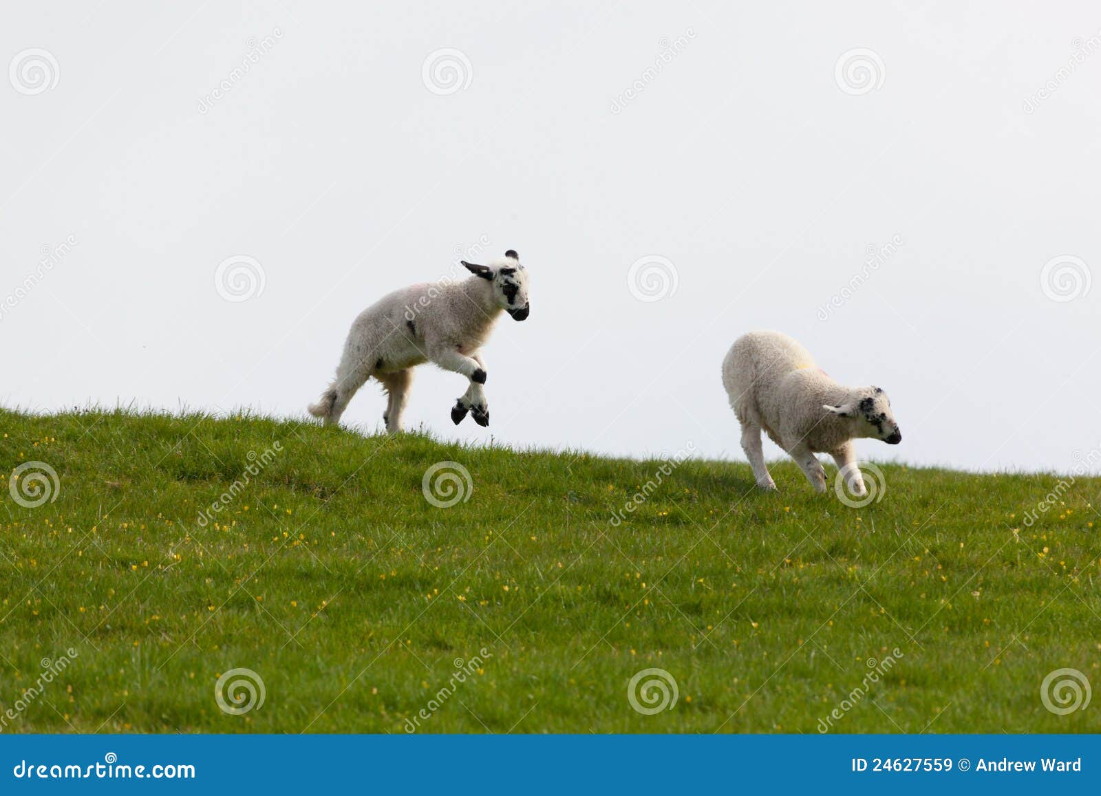 Leaping spring lambs stock image. Image of yorkshire - 24627559