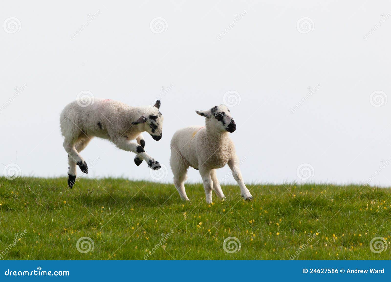 Leaping spring lambs stock photo. Image of jump, field - 24627586