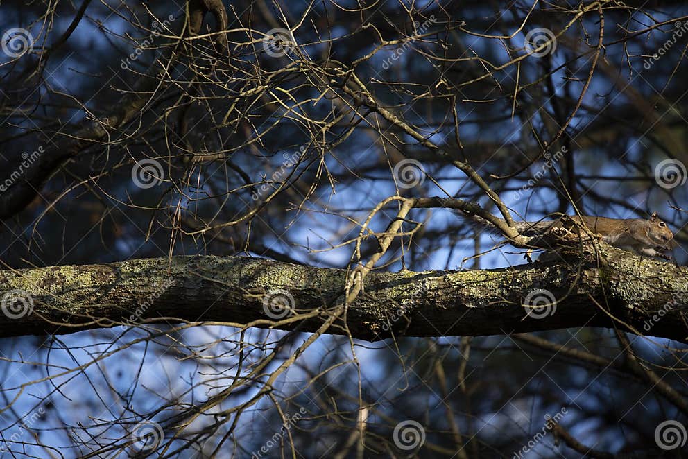 Leaping Eastern Gray Squirrel Stock Image - Image of ecology, furry ...