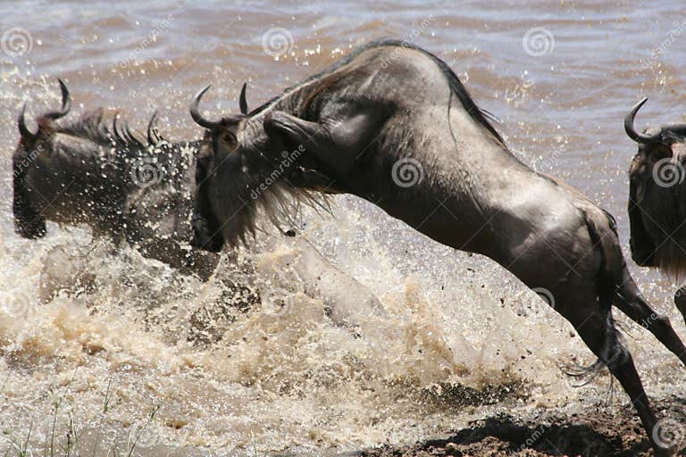 Leaping Wildebeest stock image. Image of animals, safari - 7354237