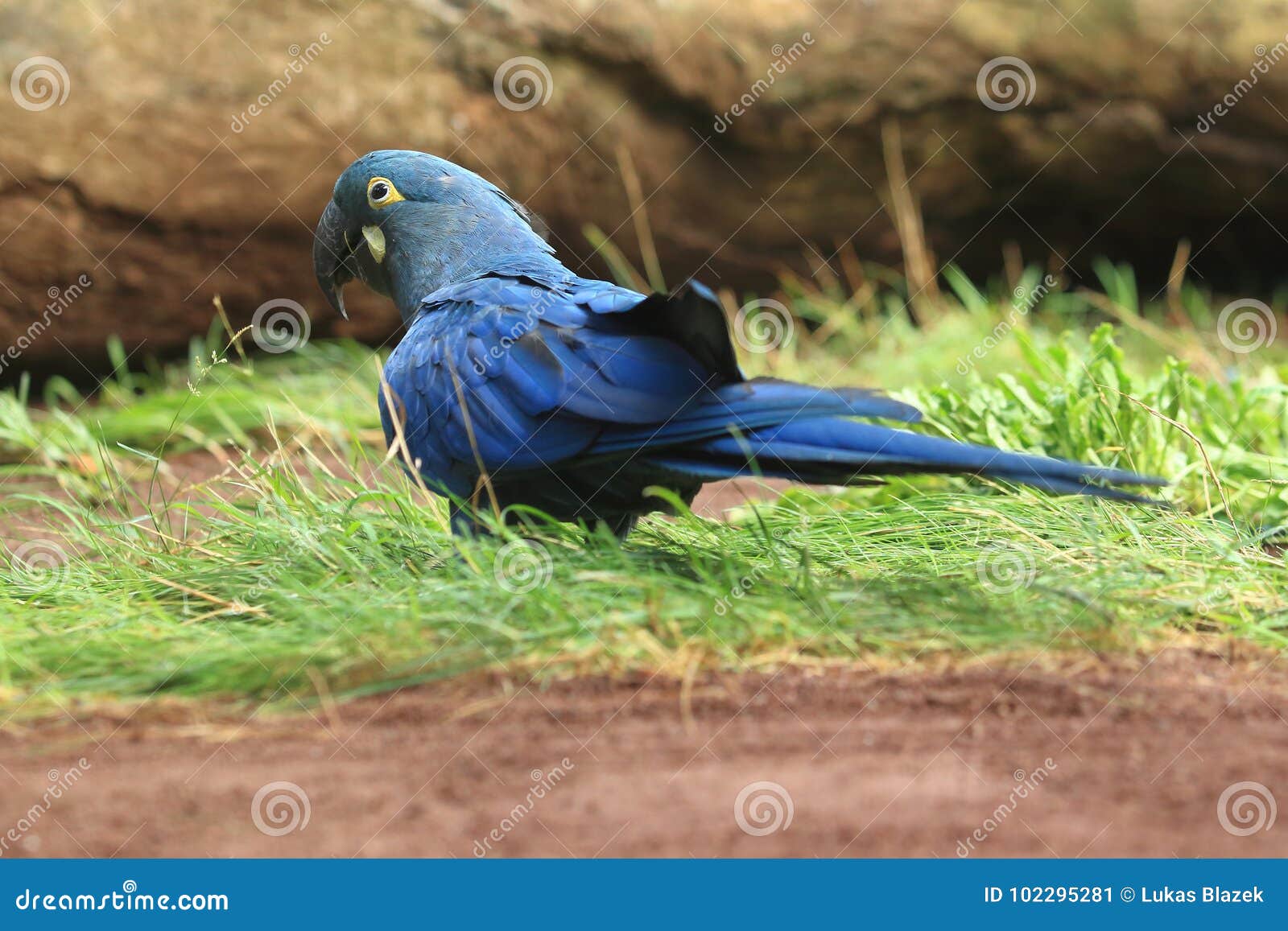 Lear macaw stock image. Image of indigo, nature, leari - 102295281