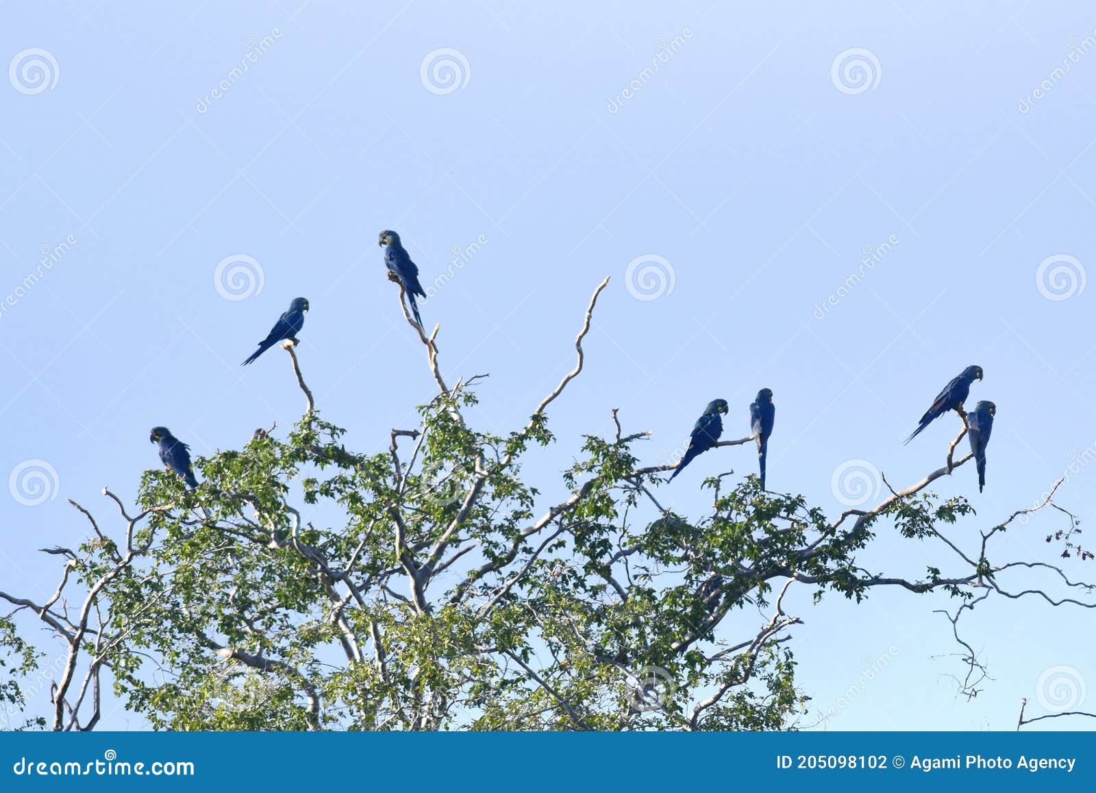 Lear S Macaw, Anodorhynchus Leari Stock Photo - Image of allblue, birds ...