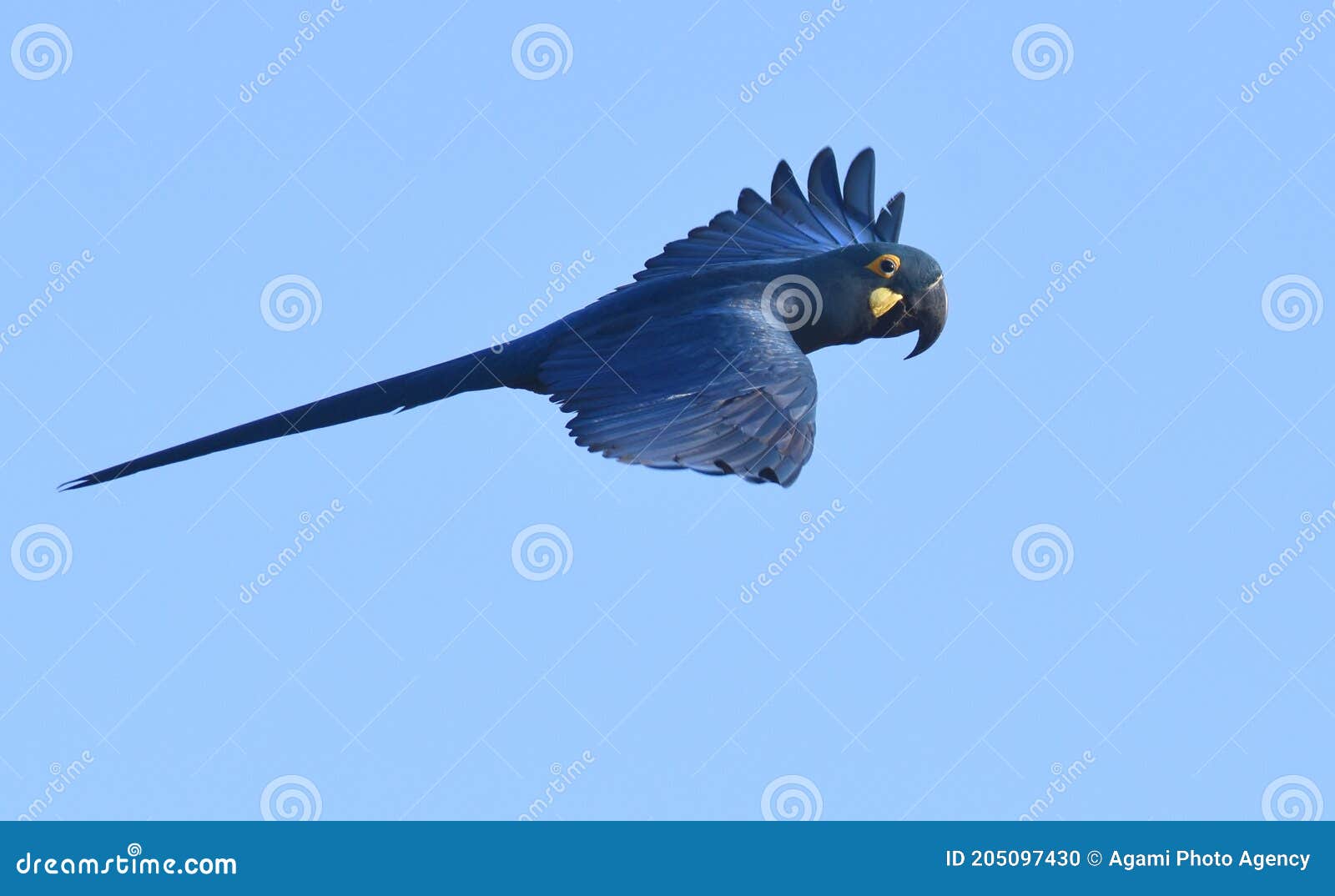 Lear S Macaw, Anodorhynchus Leari Stock Photo - Image of america ...