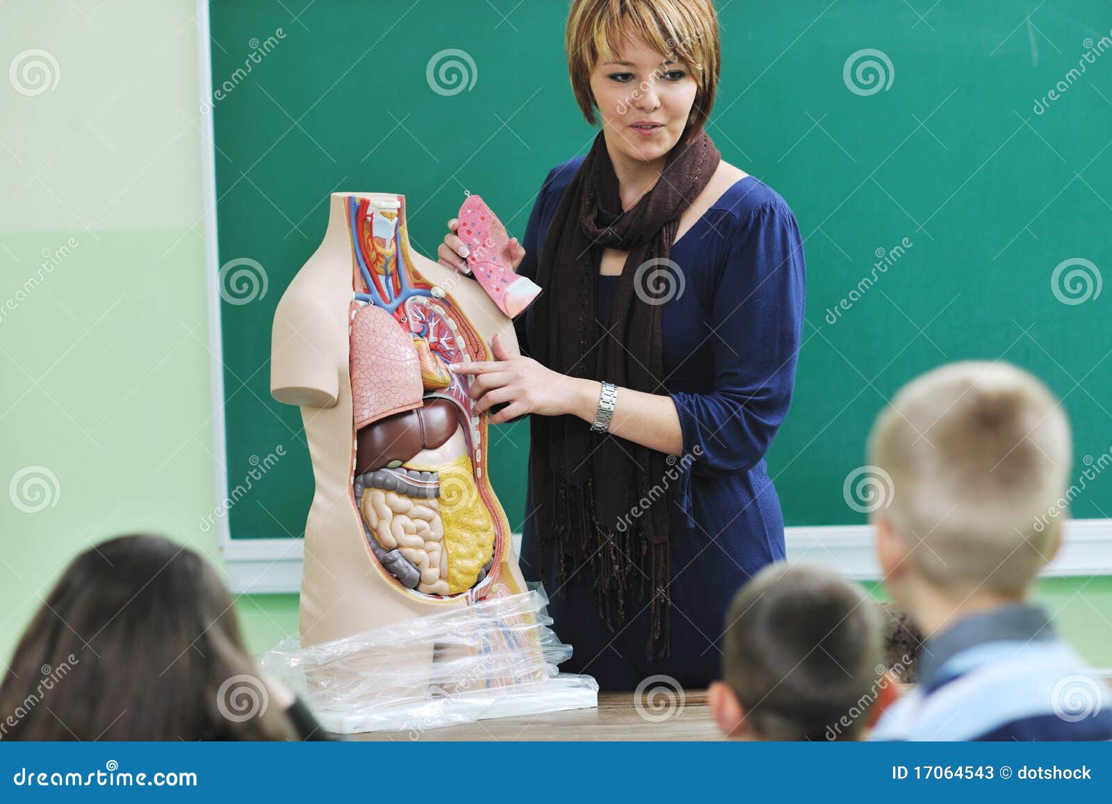 Learn biology in school stock image. Image of biology - 17064543