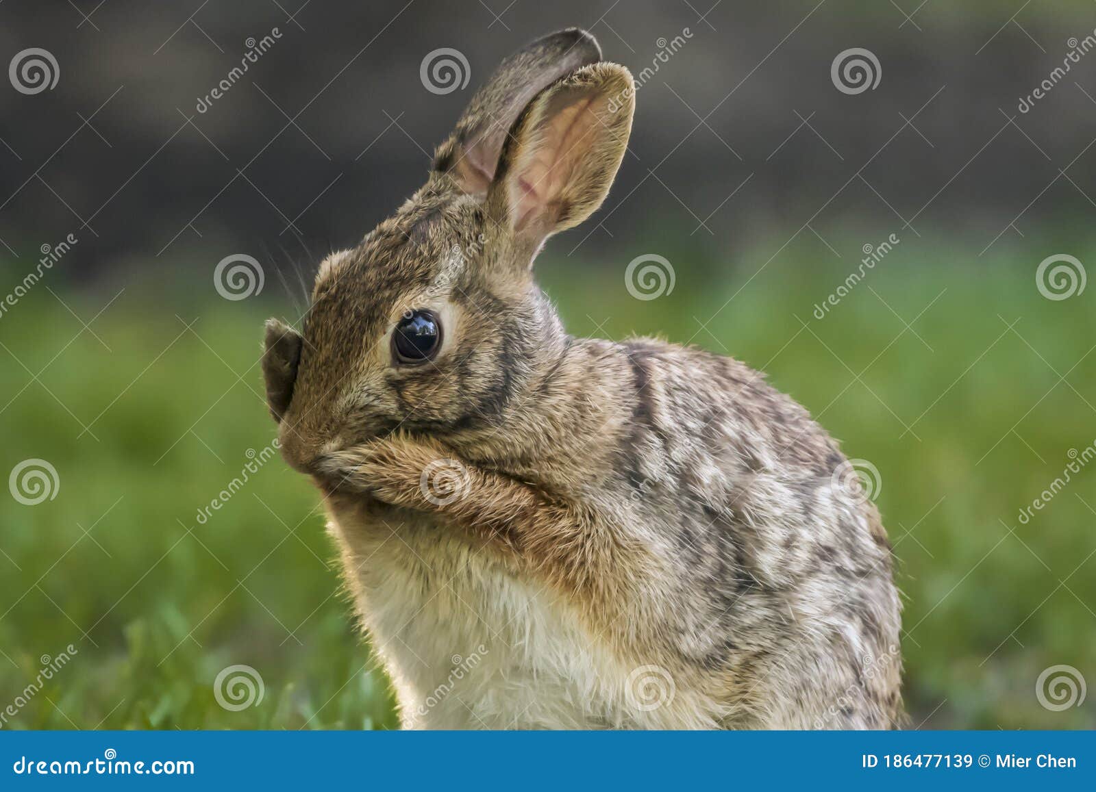 Do a Facial Massage with the Cute Bunny Stock Image - Image of facial ...