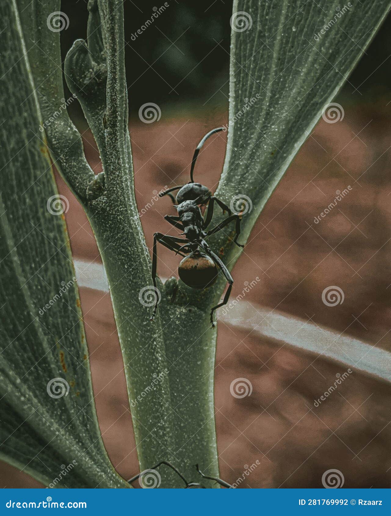 Learn from the Little Ants Who Don& X27;t Know the Word Give Up Stock ...