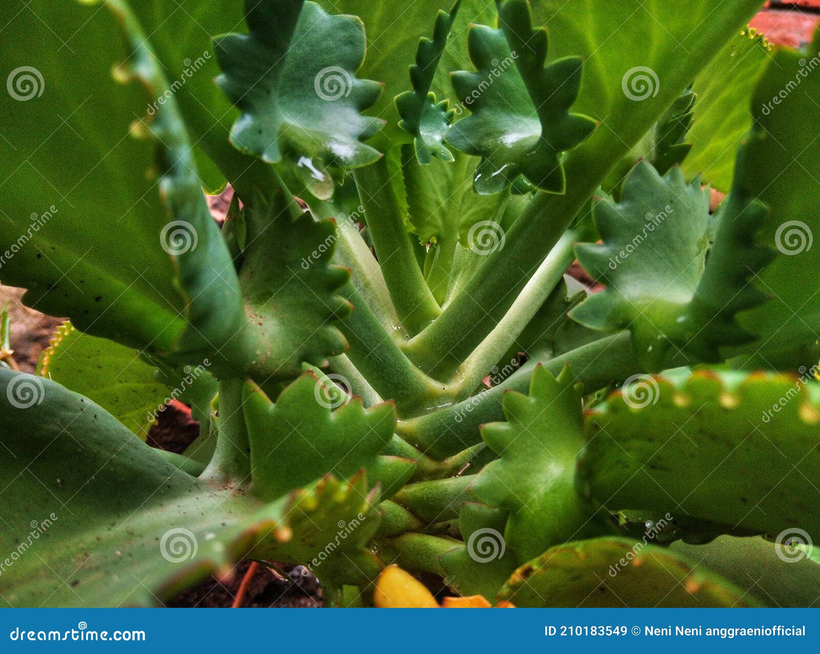 Learn from Plants because Plants Can Provide Immeasurable Learning and ...