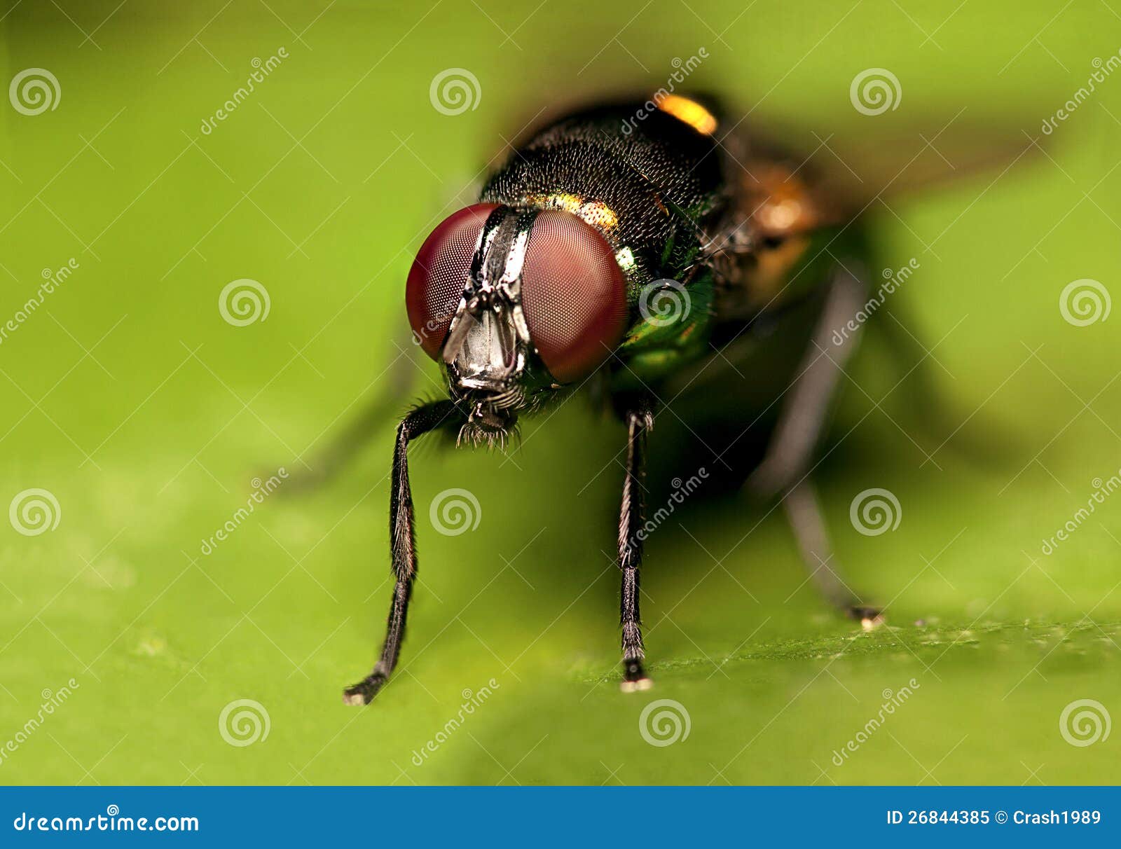 Learn to fly stock image. Image of still, housefly, predator - 26844385