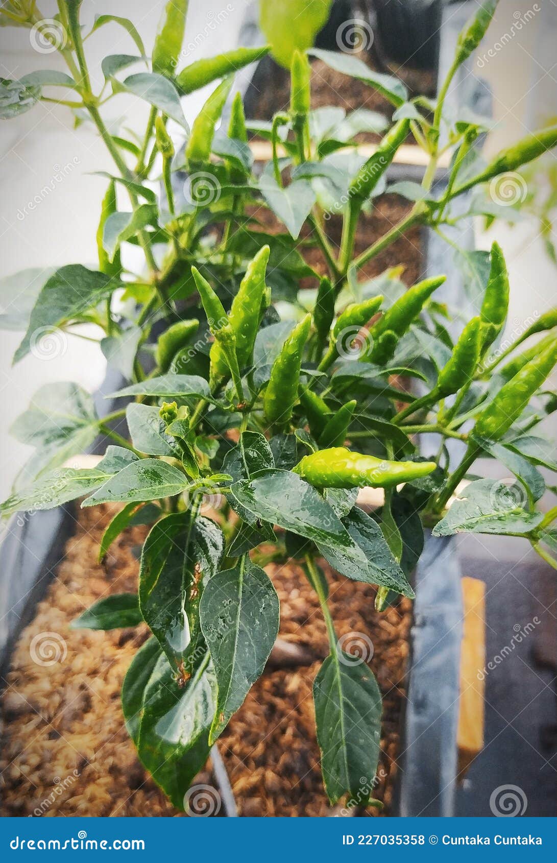 Green Chili in a Wooden Pot Stock Photo - Image of tree, herb: 227035358