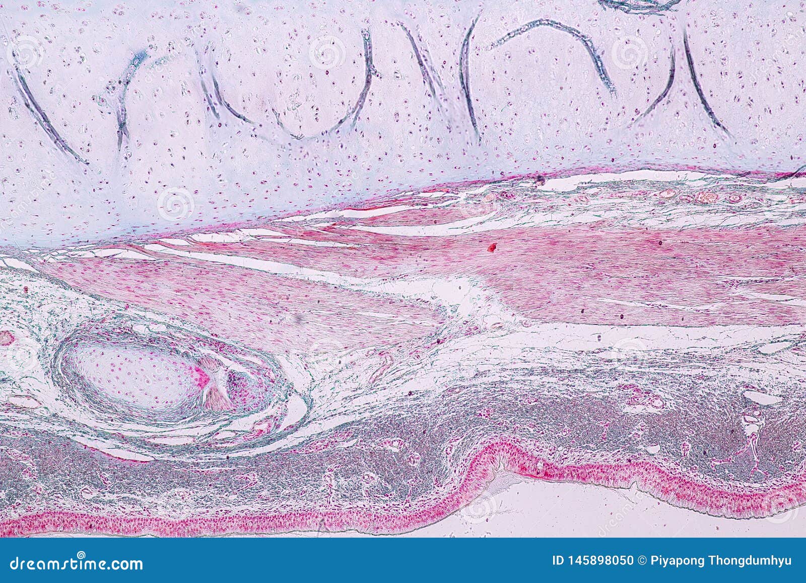 Pseudostratified Columnar Epithelium Under Microscope