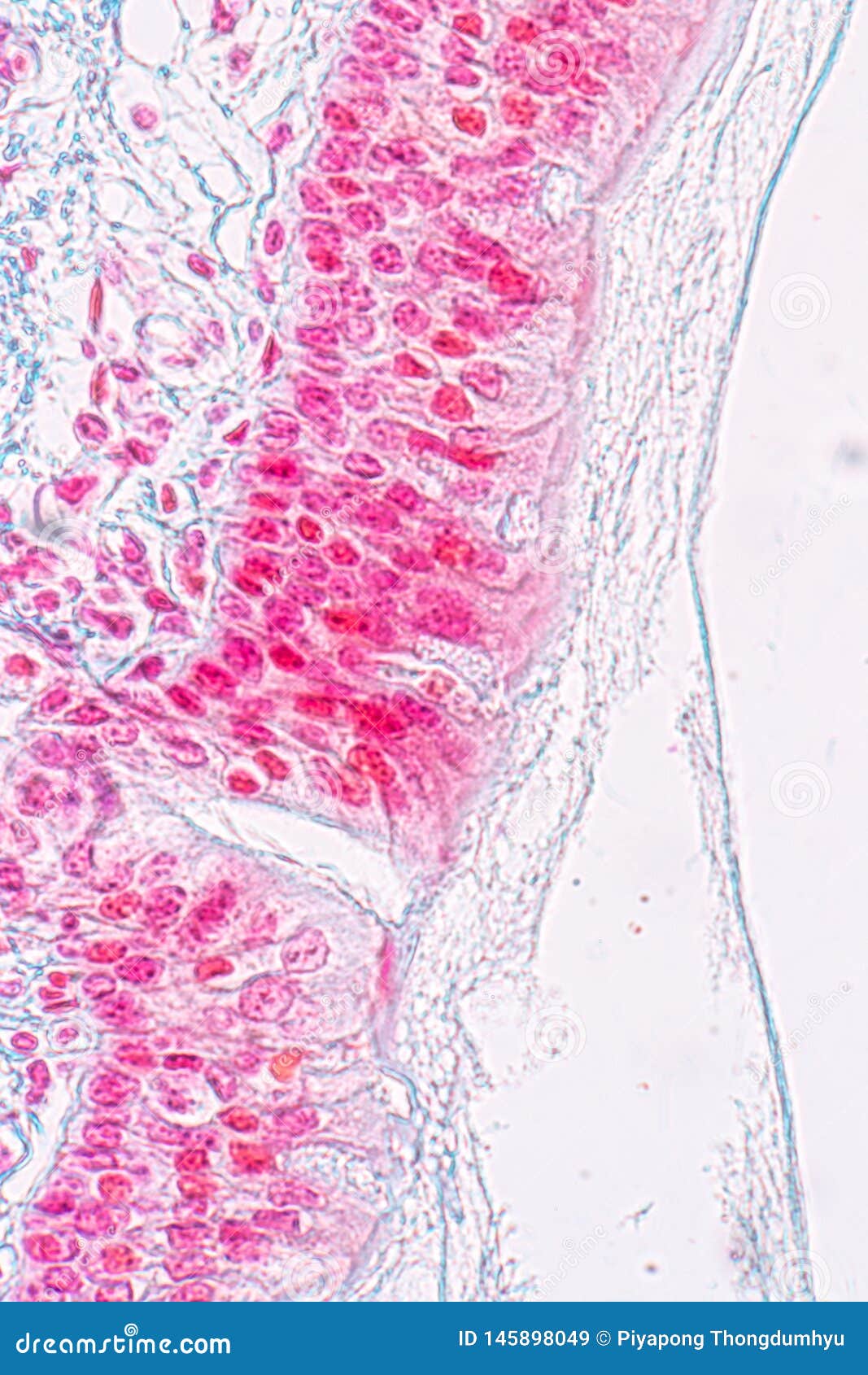 Pseudostratified Columnar Epithelium Under Microscope