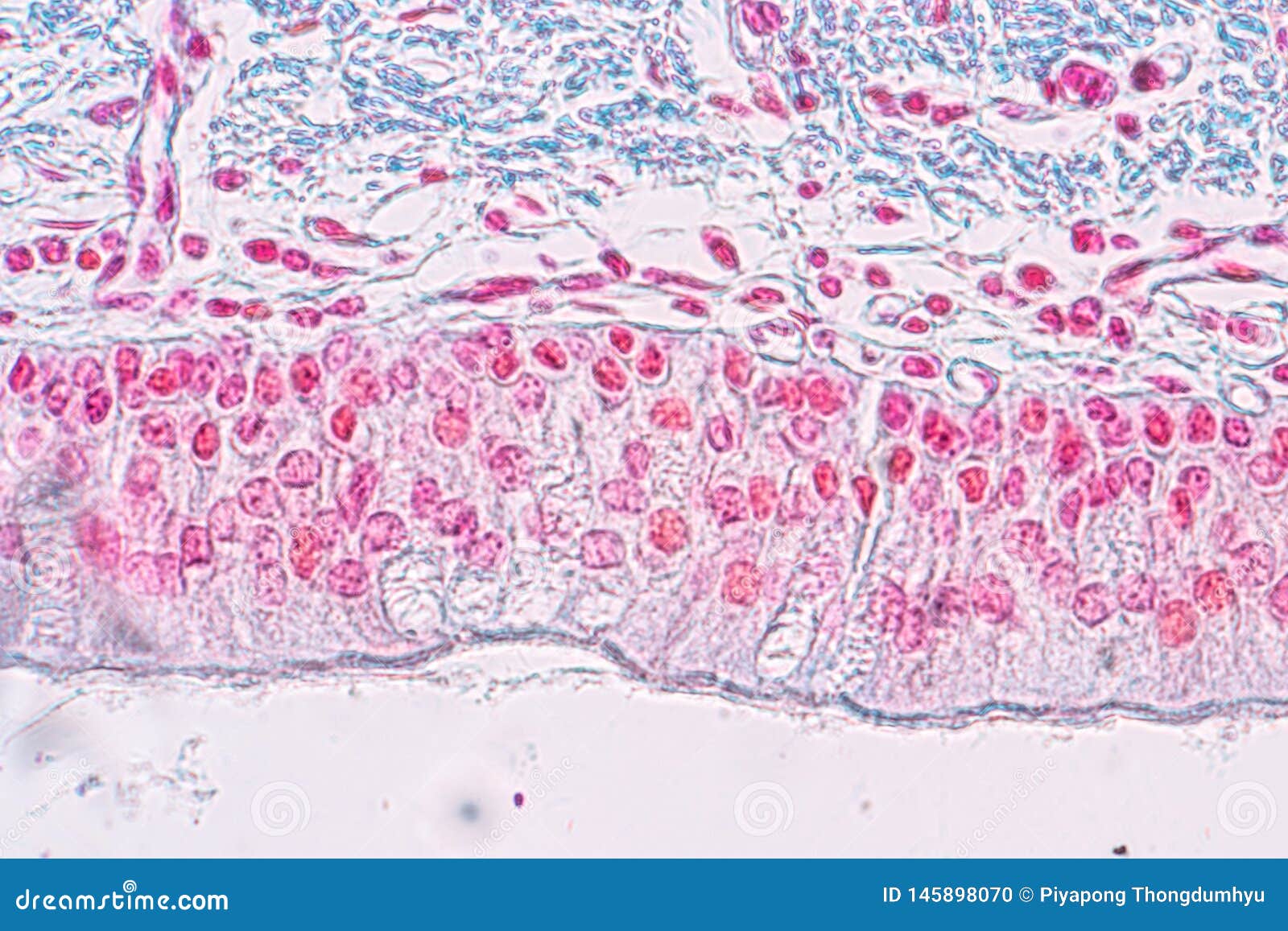 Pseudostratified Columnar Under Microscope