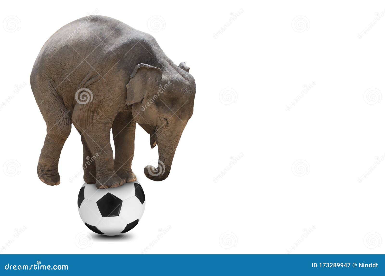 Baby Elephant Playing Soccer