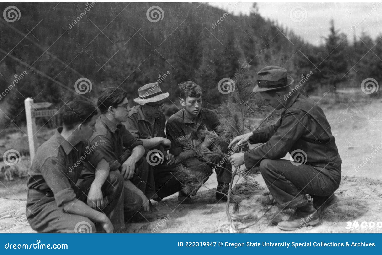 Learning The Difference Between Fir And Pine Trees Picture. Image ...