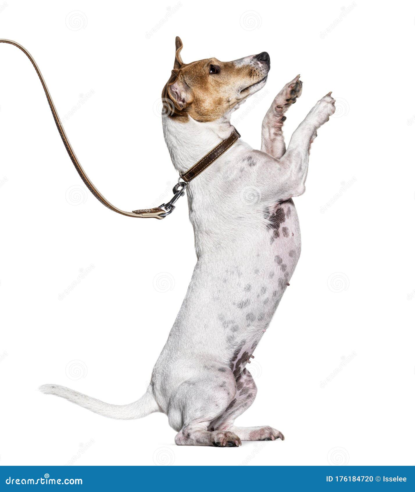 Learning Process with a Jack Russell Terrier on Hind Legs Stock Photo ...