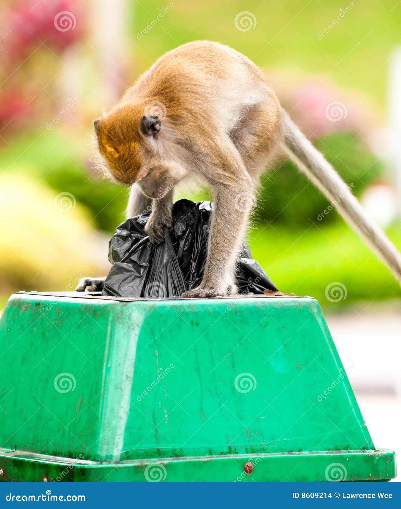 Learnt Behavior stock photo. Image of modification, nuisance - 8609214