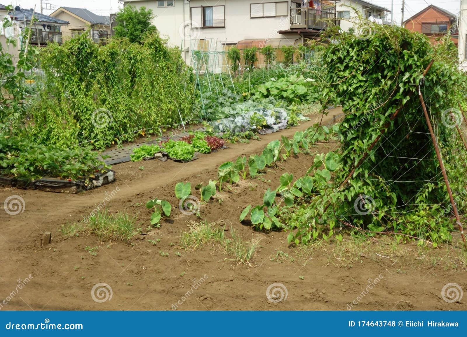 Lease area split farm stock photo. Image of growth, background - 174643748
