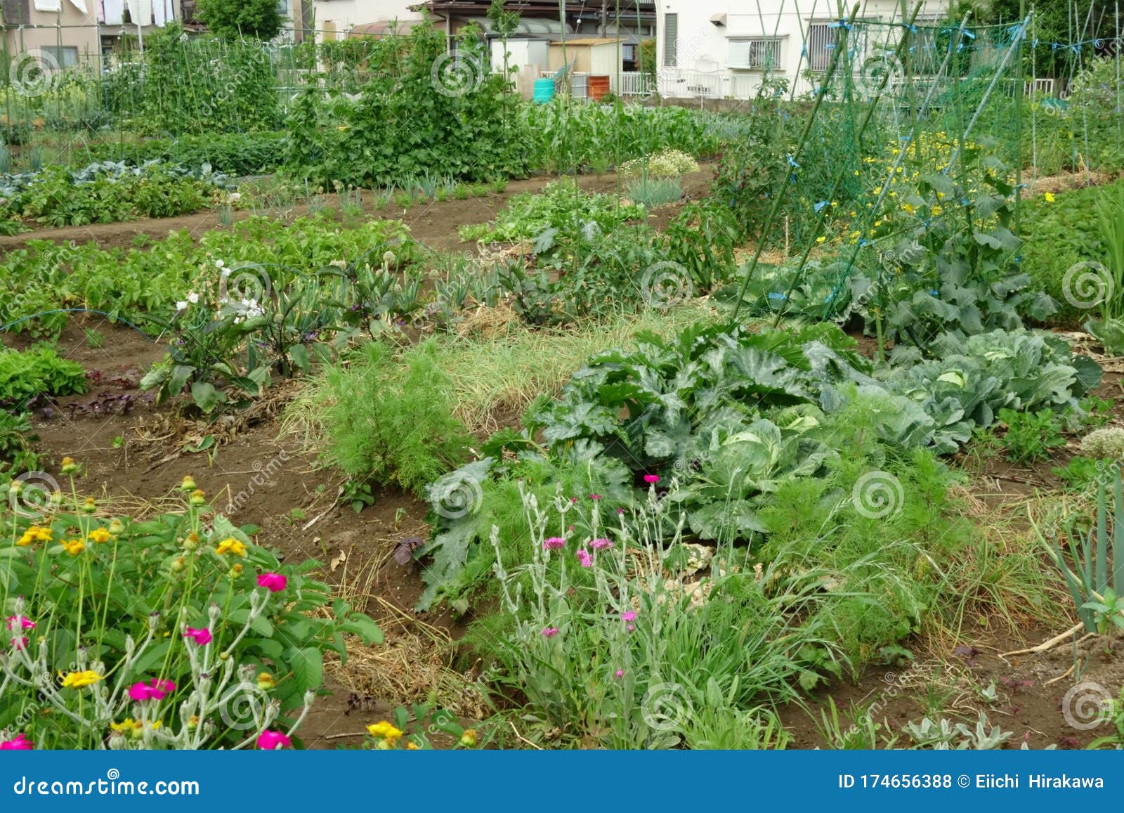 Lease area split farm stock photo. Image of food, harvest - 174656388
