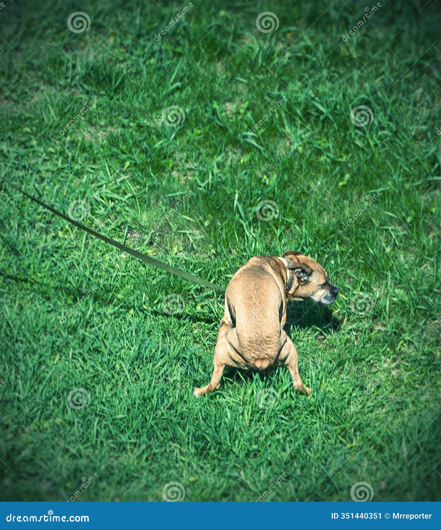Leashed Dog Poops while Walking on Grass Lawn Stock Image - Image of ...
