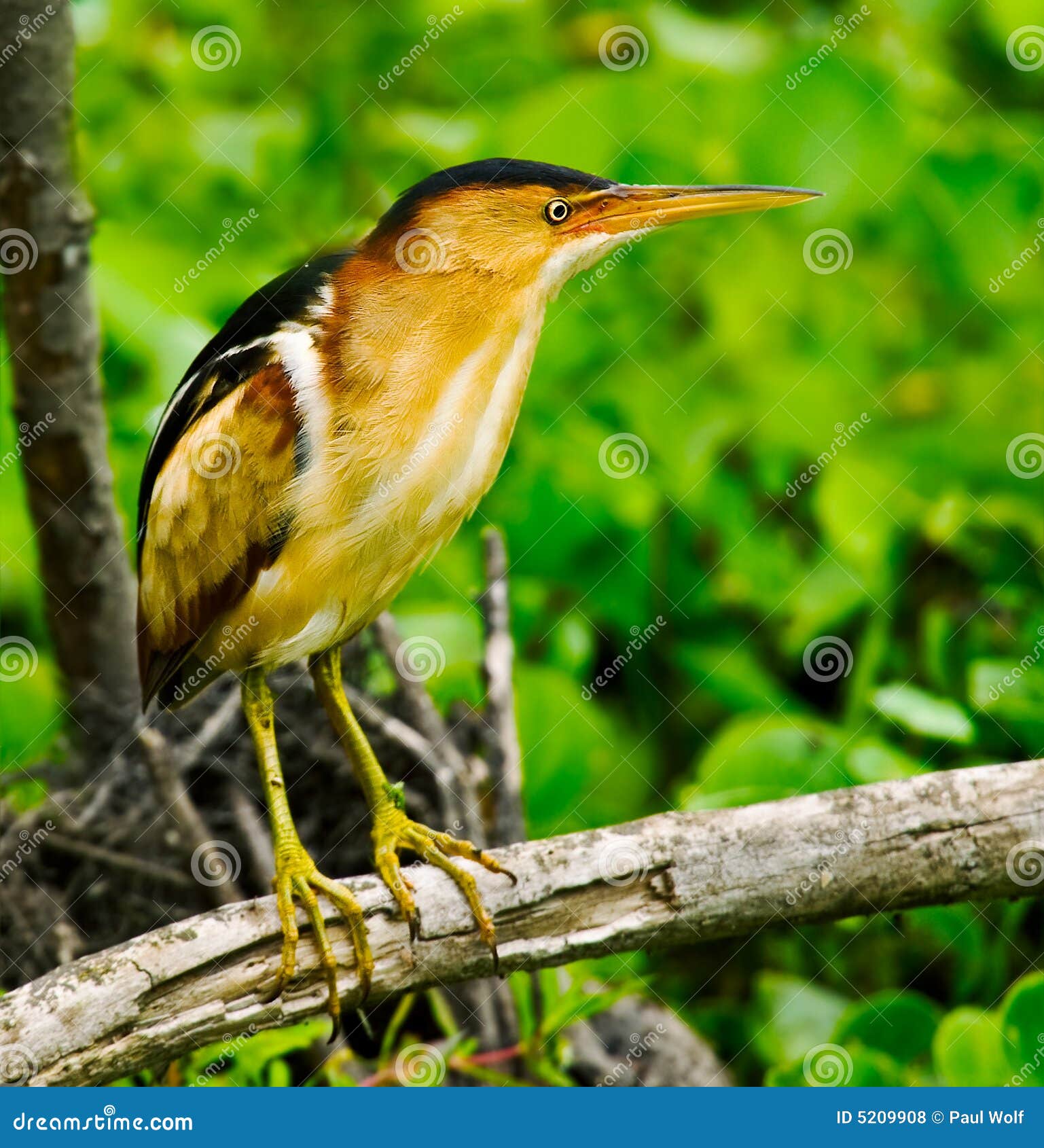 Least Bittern stock photo. Image of perched, river, houston - 5209908
