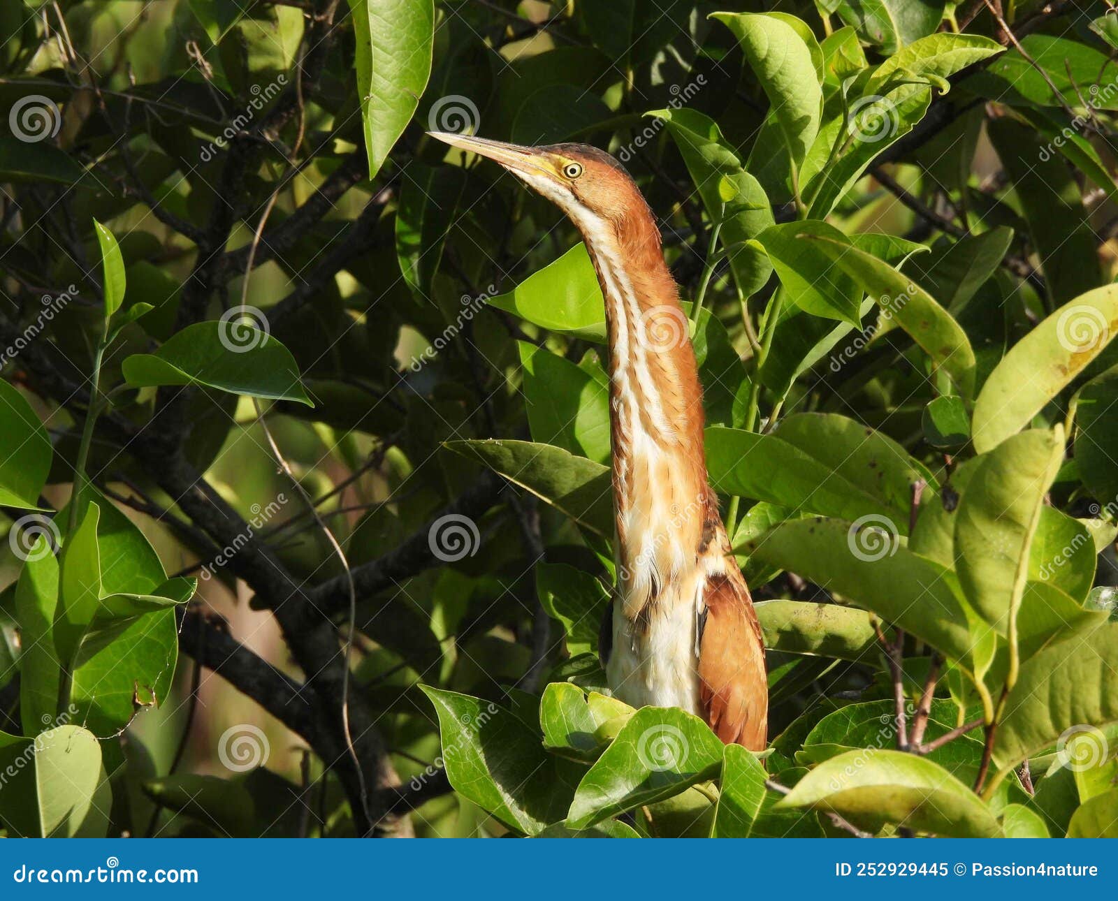 Least Bittern Ixobrychus Exilis Stock Image - Image of profile, bittern ...