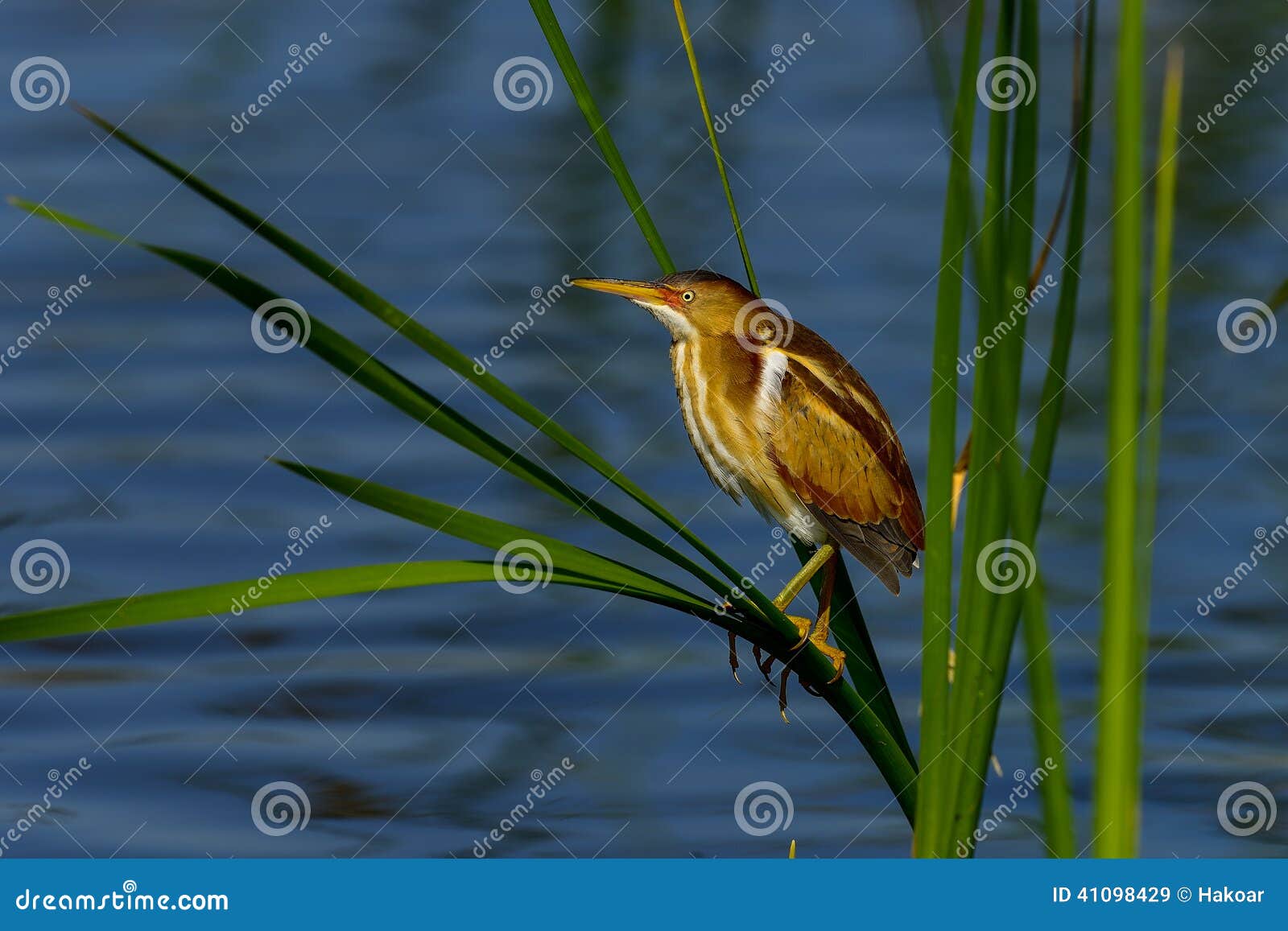 Least bittern stock image. Image of orange, balance, ixobrychus - 41098429