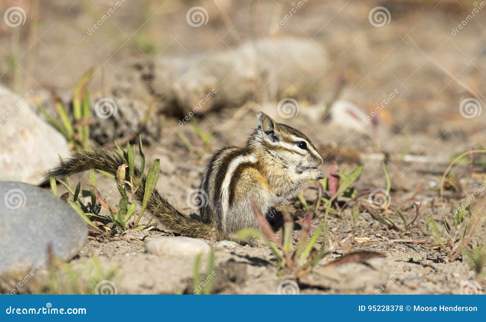Least Chipmunk (Tamias Minimus) Royalty-Free Stock Photo ...