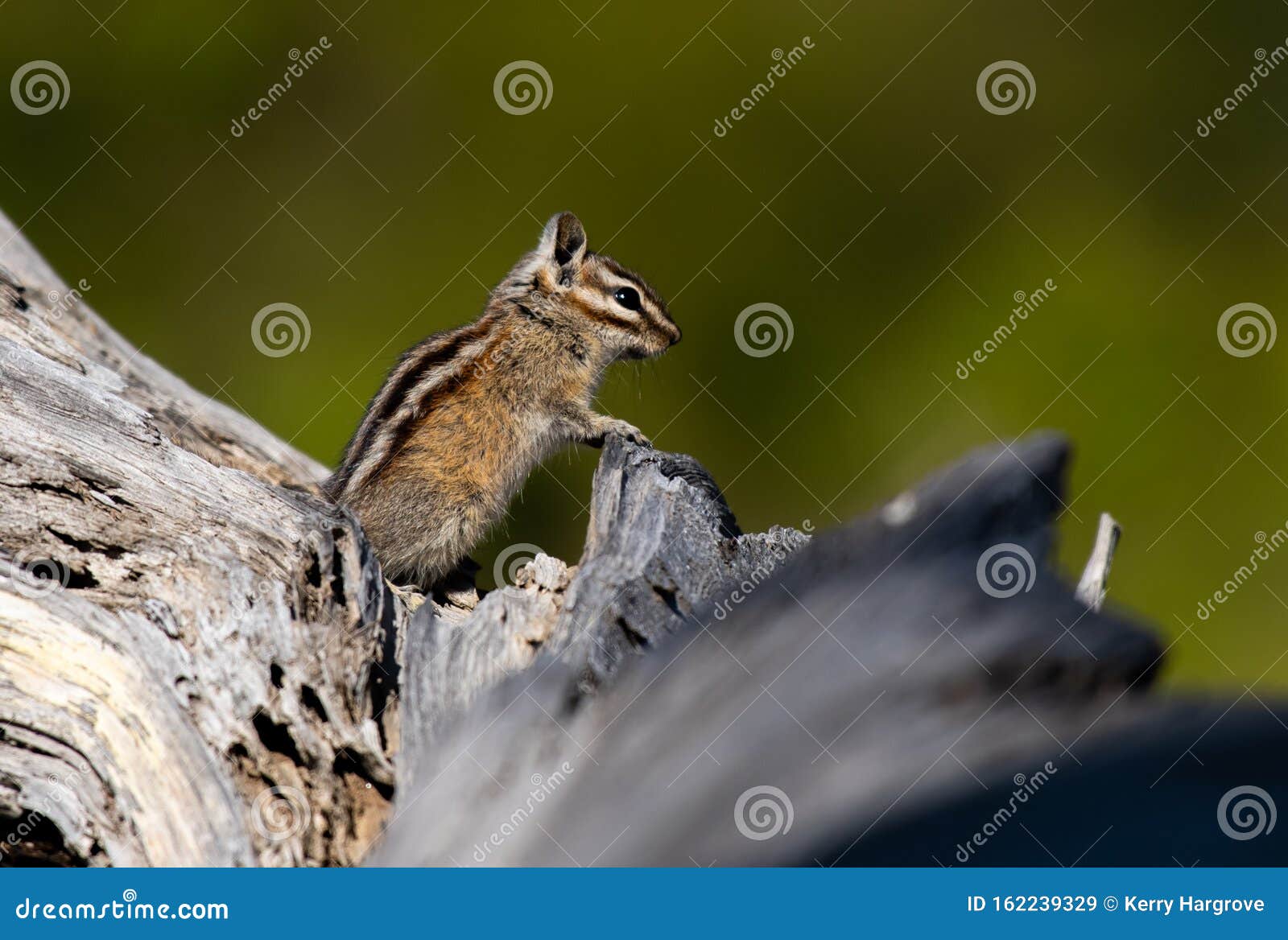 An Adorable Least Chipmunk Resting Front Paws on a Branch Stock Image ...
