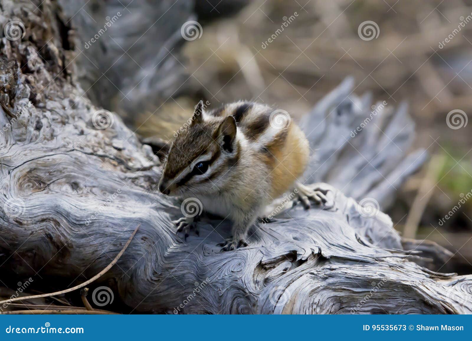 Least Chipmunk stock image. Image of river, nature, beautiful - 95535673