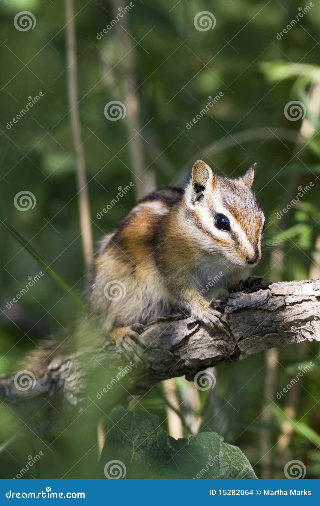 Least Chipmunk, Tamias Minimus Stock Photo - Image of cristo, bark ...